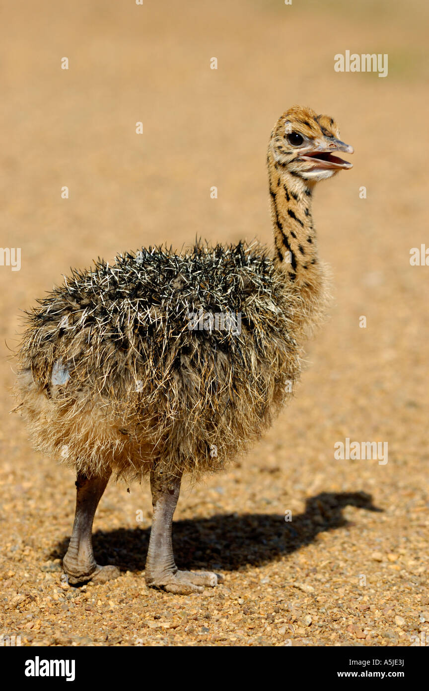 Ostrich chick hi-res stock photography and images - Alamy