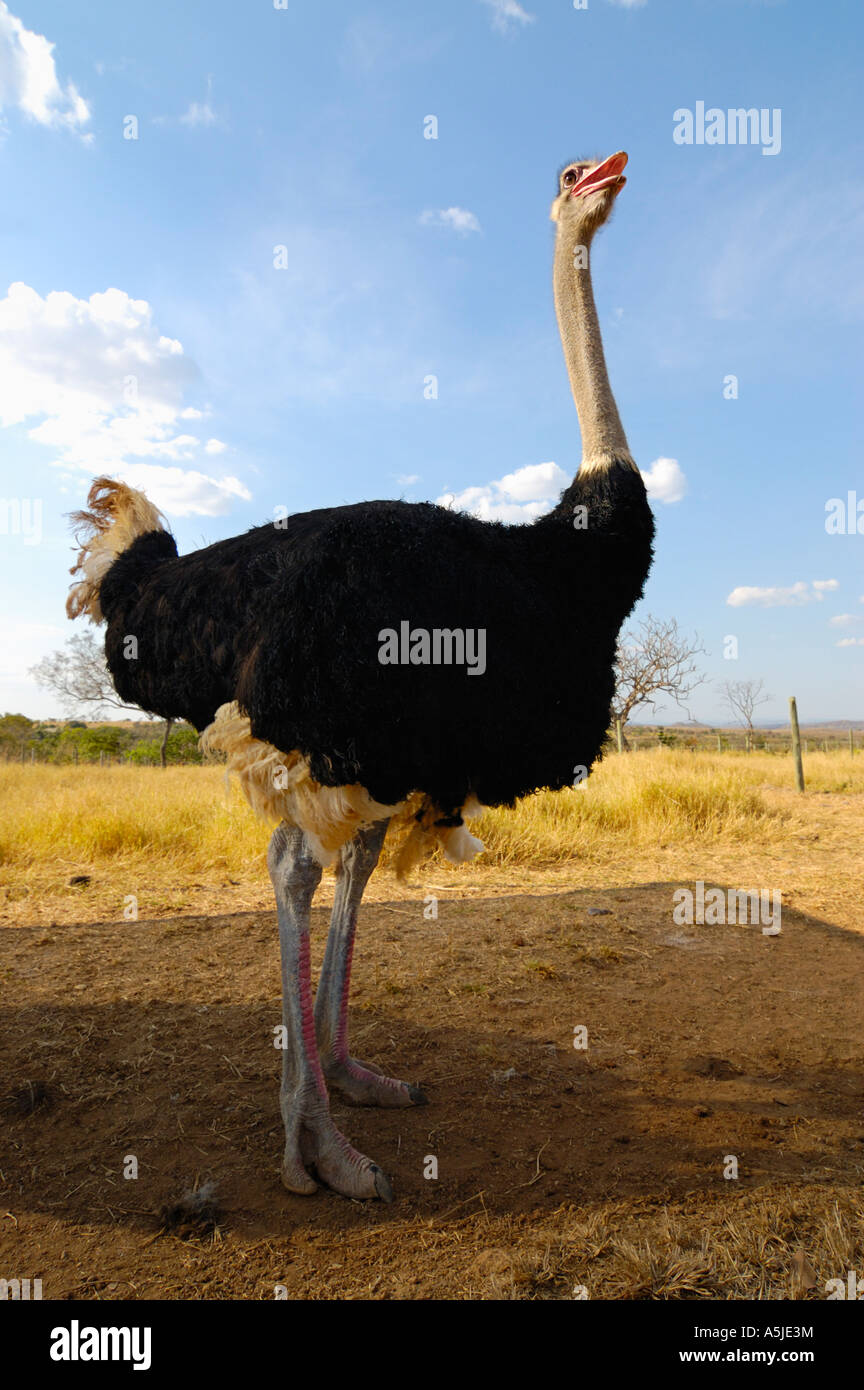 Full ostrich hi-res stock photography and images - Alamy