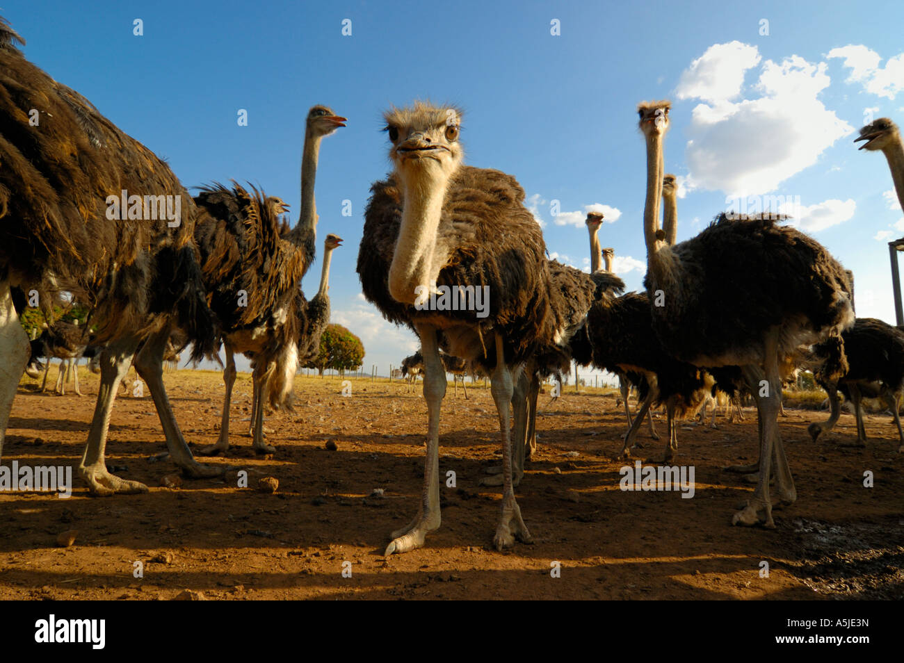 Group of curious ostriches looking at the camera Stock Photo - Alamy