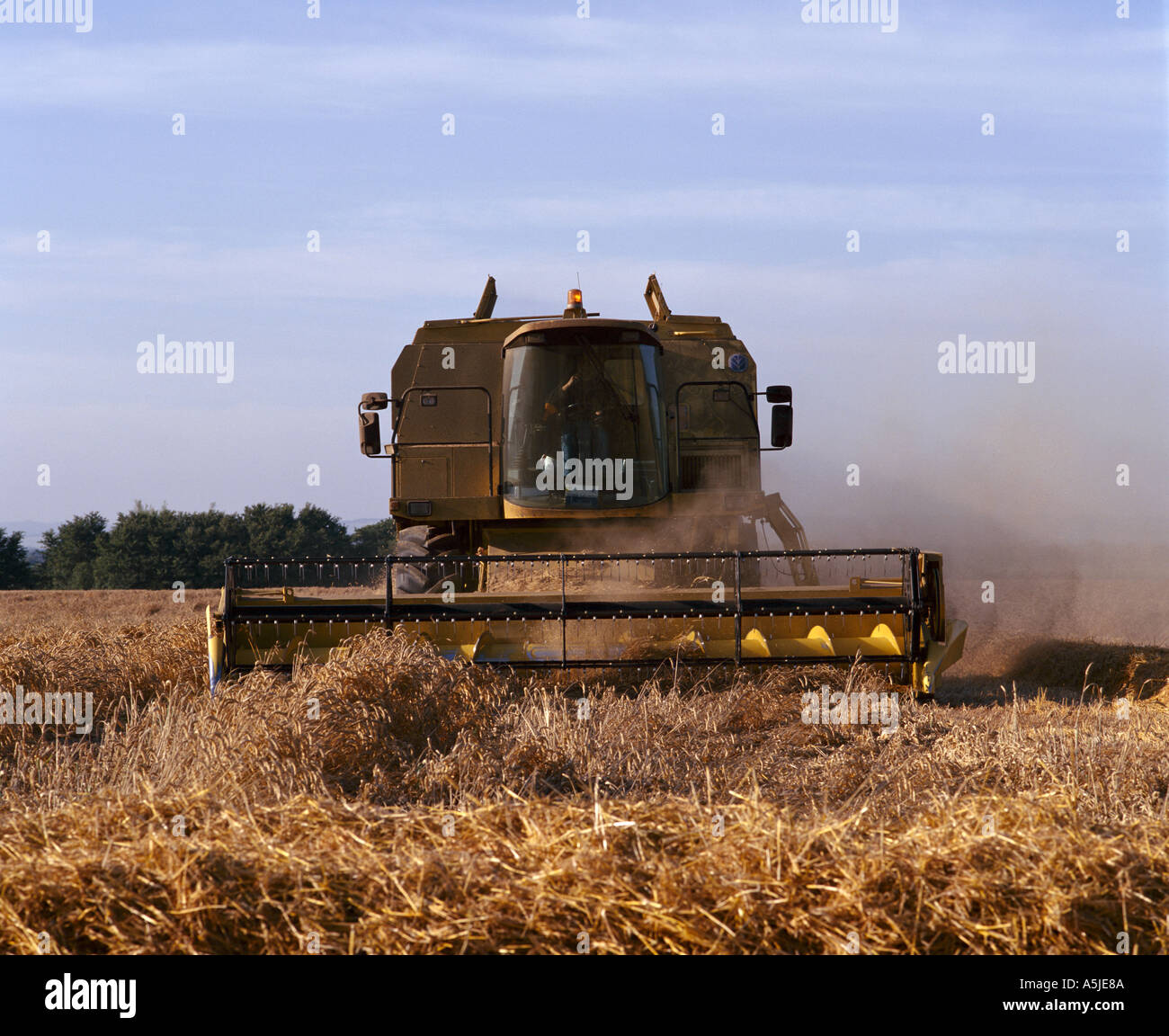 Working combine harvester harvesting wheat facing towards camera Sussex ...