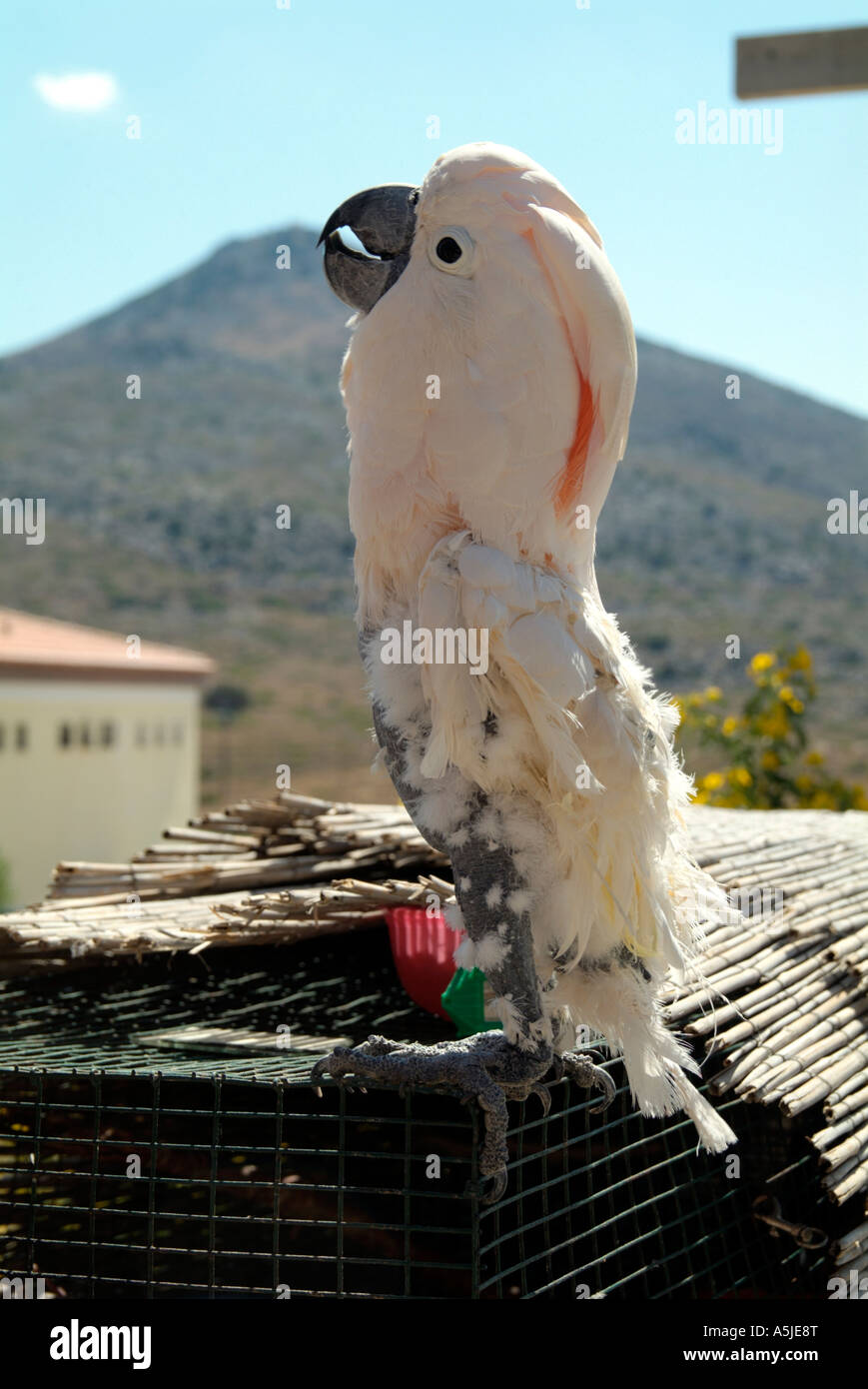 An umbrella cockatoo outside in the sun at a rehabilitation centre ...