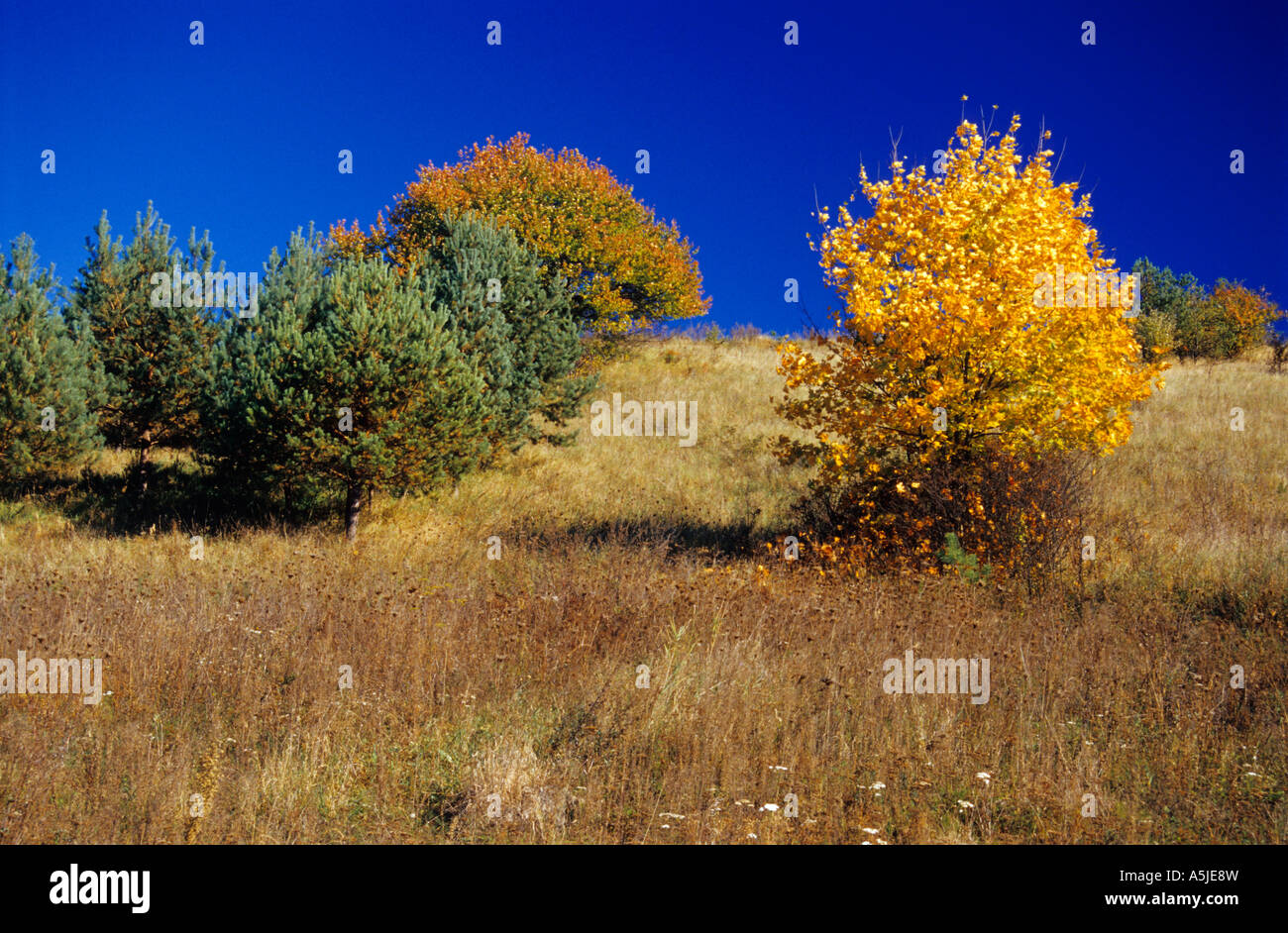 Roztocze Region in South East Poland Stock Photo - Alamy