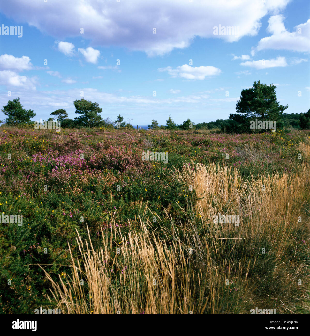 Open public space in the English summer countryside Woodbury Common ...