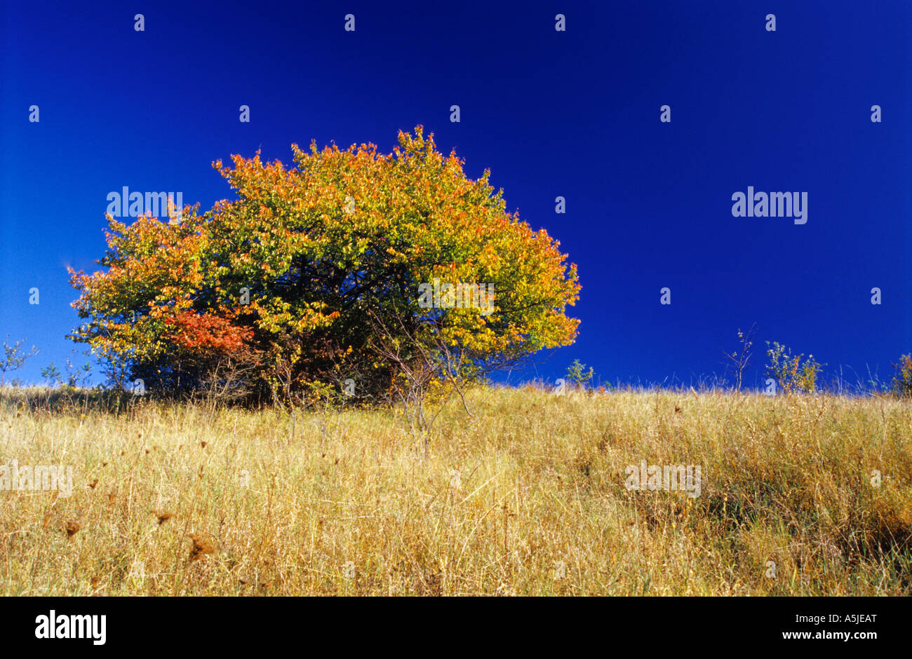 Roztocze Region in South East Poland Stock Photo - Alamy