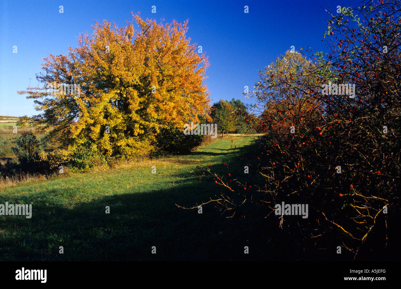 Roztocze Region in South East Poland Stock Photo - Alamy