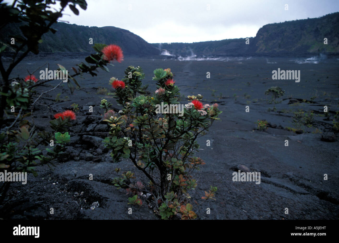 Lava volcano plant hi-res stock photography and images - Alamy