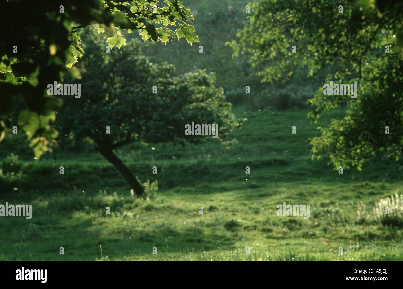 Roztocze region in south east Poland Stock Photo - Alamy
