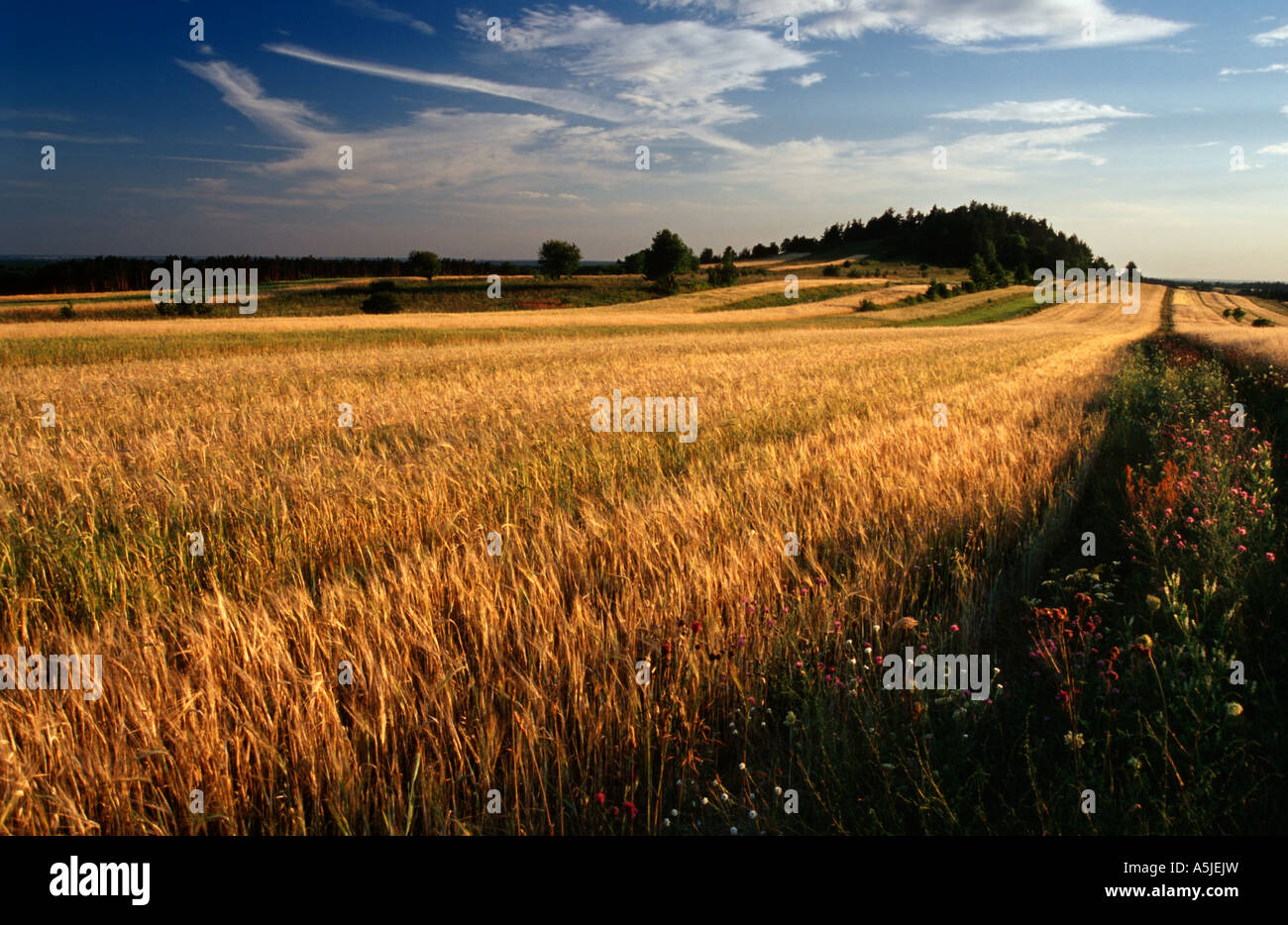 Roztocze region in south east Poland Stock Photo - Alamy