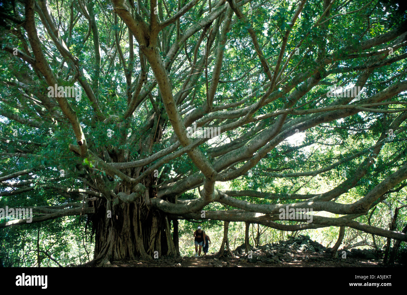 People walking beneath a huge Banyan Tree Maui Hawaii USA Stock Photo ...