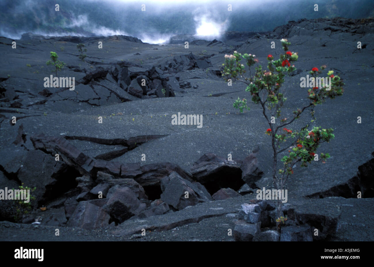 Lava volcano plant hi-res stock photography and images - Alamy