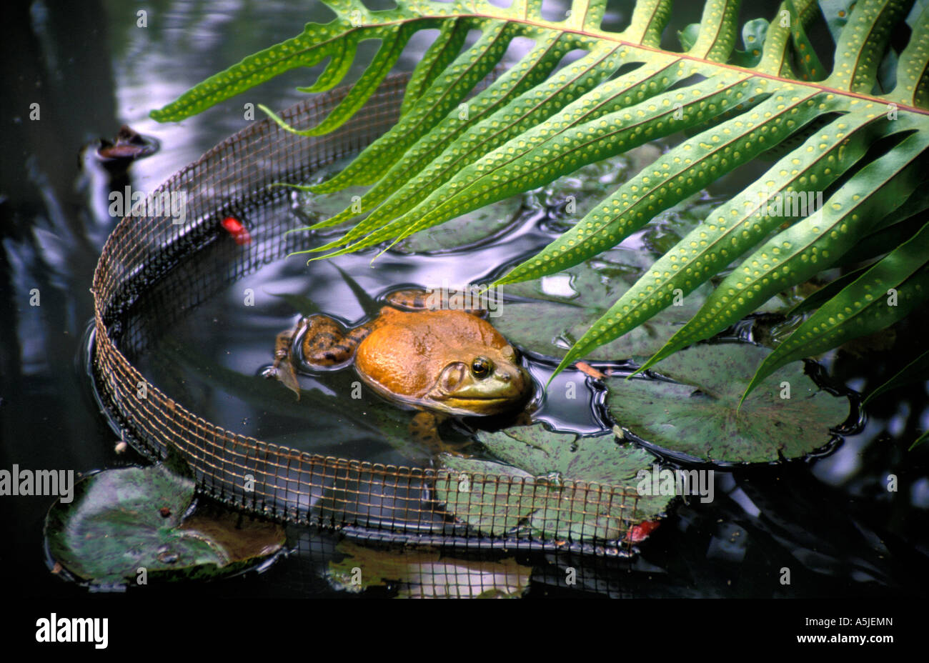 Fat toad sitting in the water of a tropical pond with lily pads Maui ...