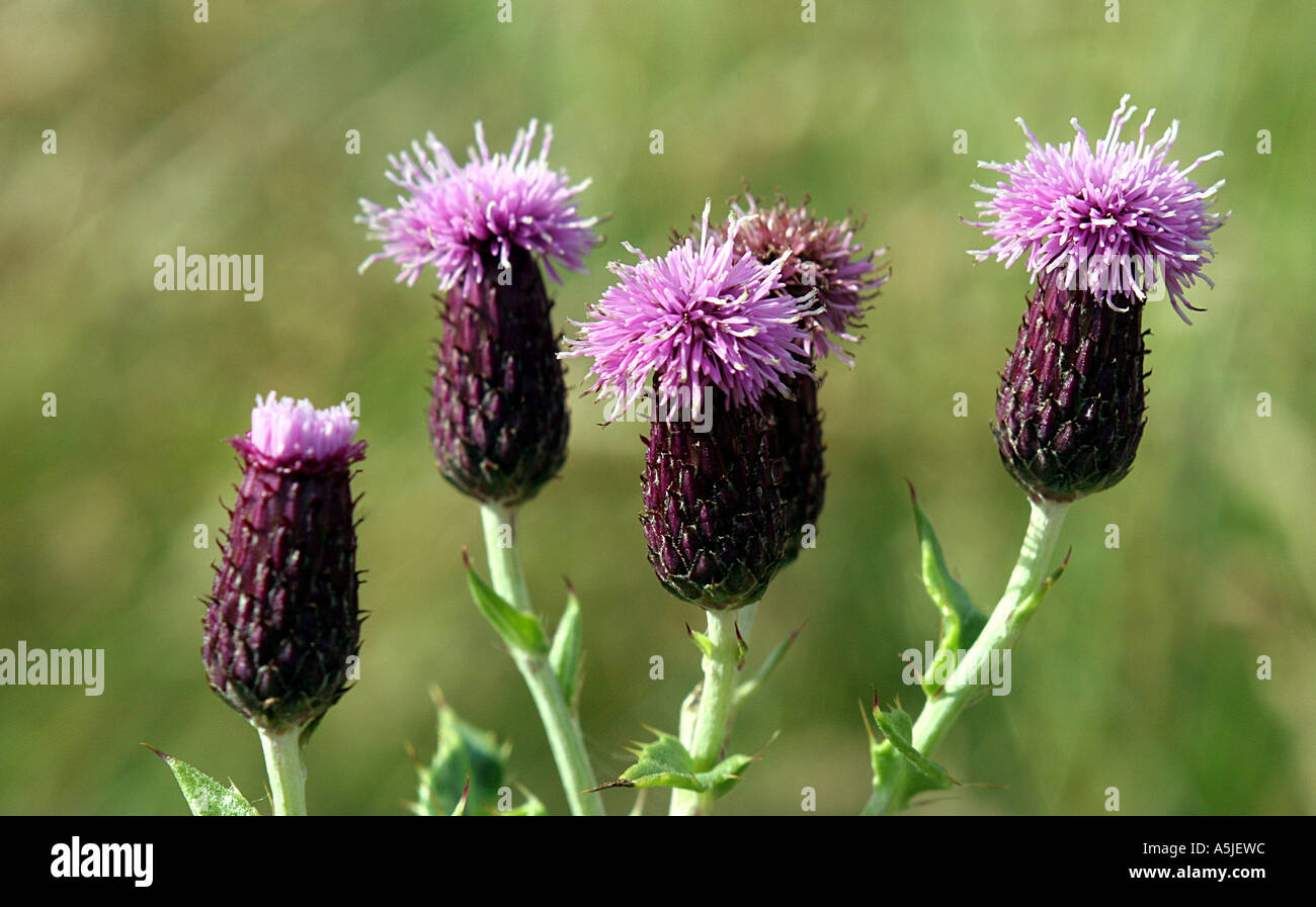 creeping thistle - cirsium arvense Stock Photo - Alamy