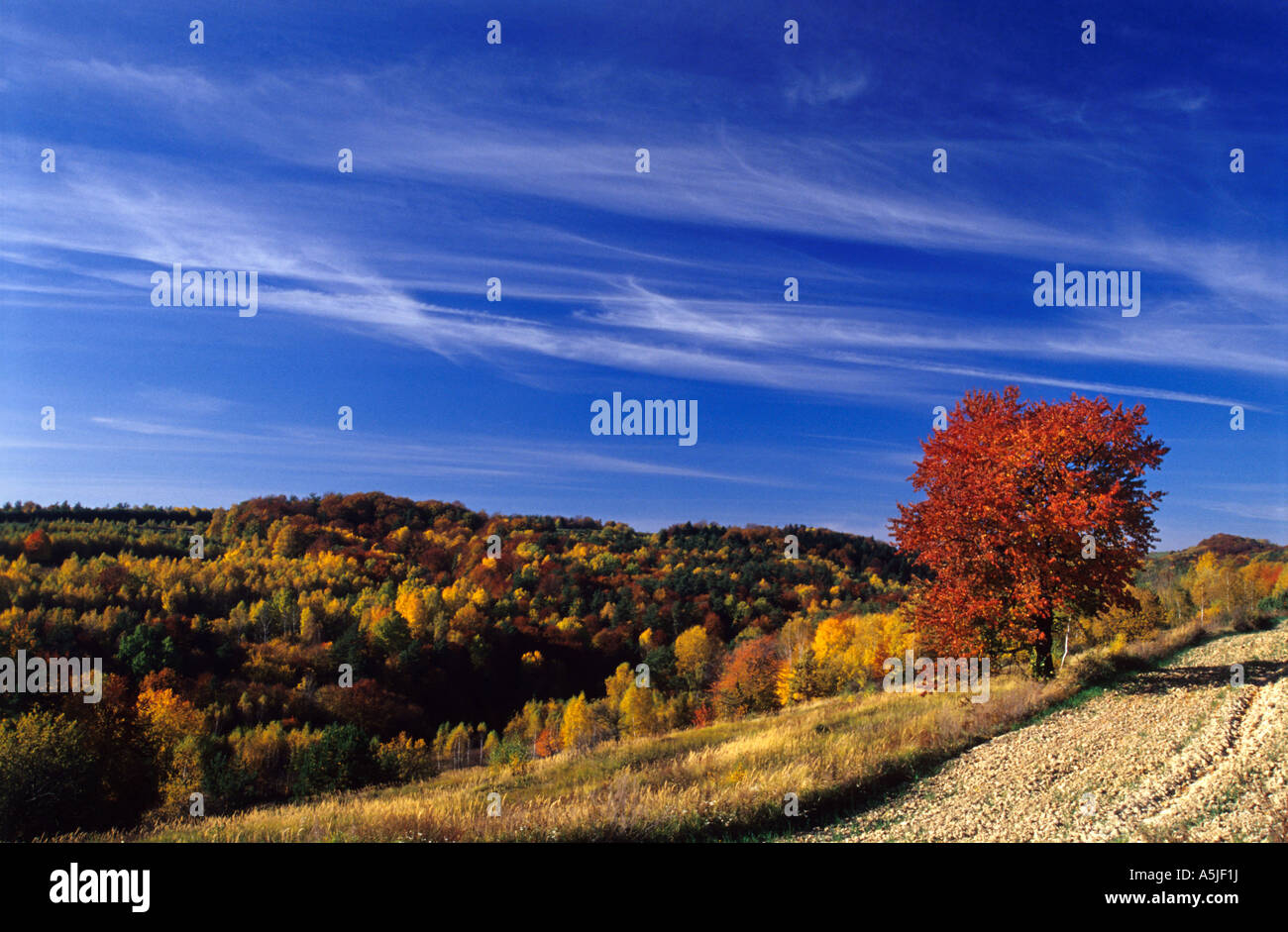 Roztocze region in south east Poland Stock Photo - Alamy