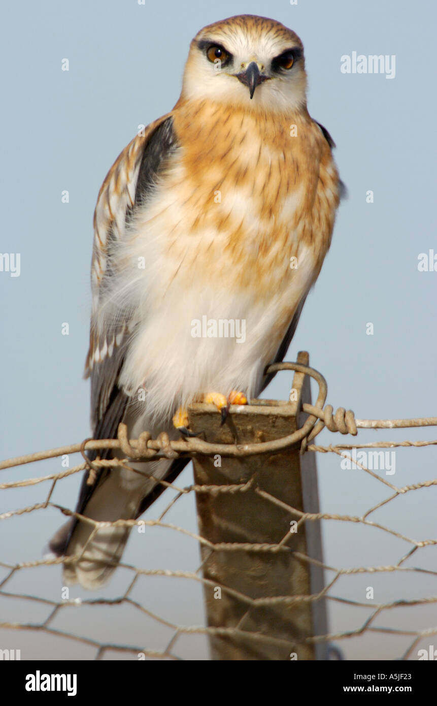 Juvenile black shouldered kite hi-res stock photography and images - Alamy