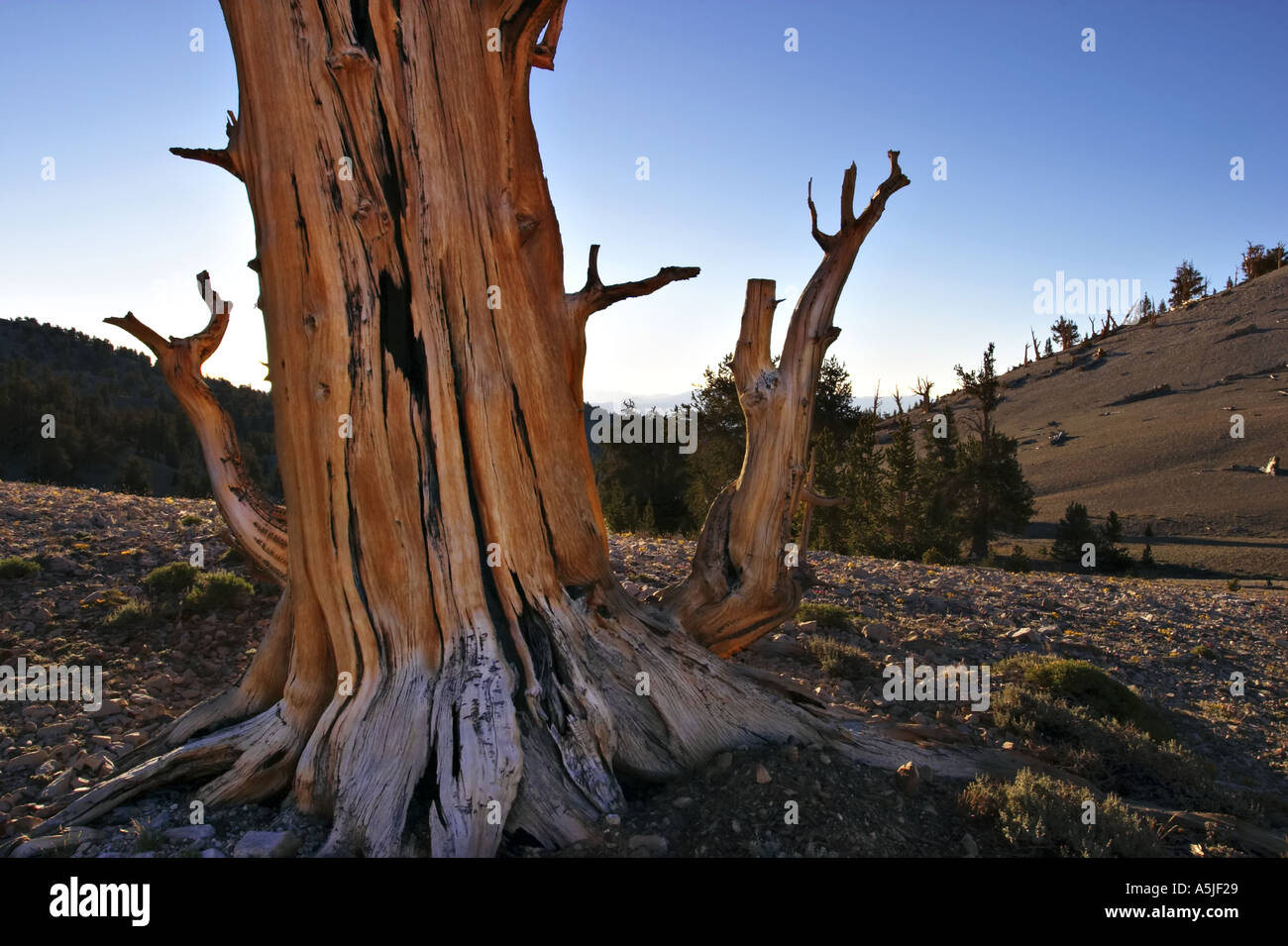 Early morning showing off the colors of a dead and ancient Bristlecone ...