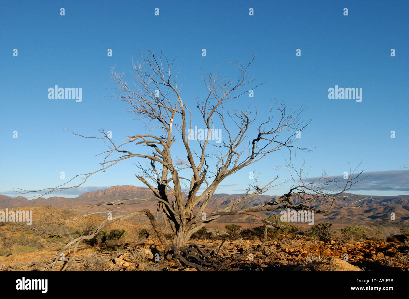 Gammon ranges hi-res stock photography and images - Alamy
