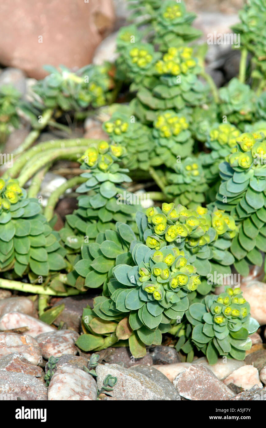 Prostrate spurge hi-res stock photography and images - Alamy