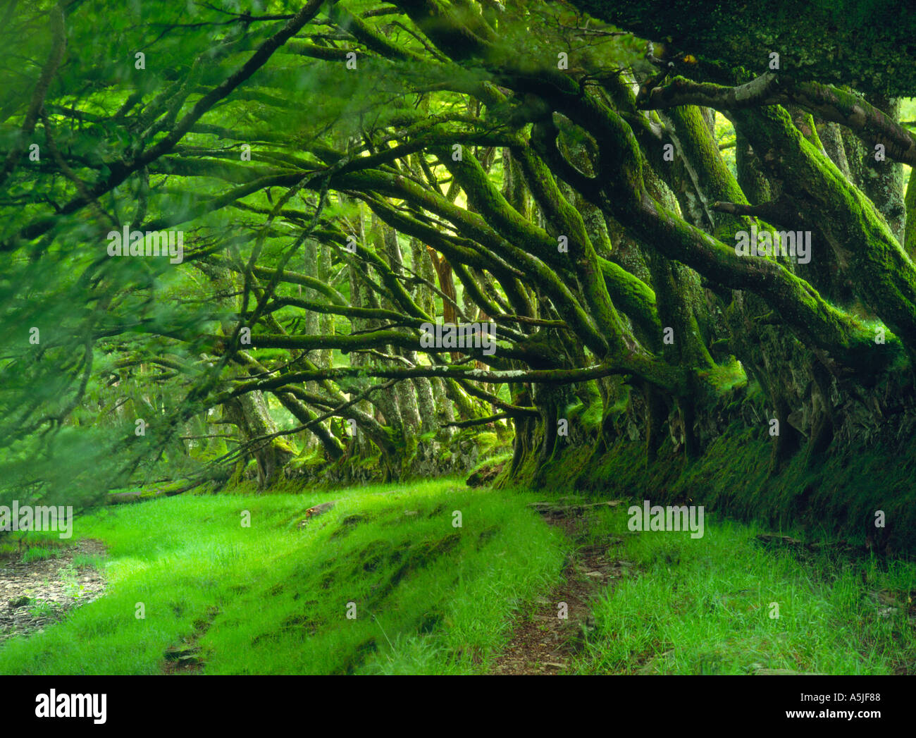 Overhanging beech trees along the River Barle Exmoor National Park ...
