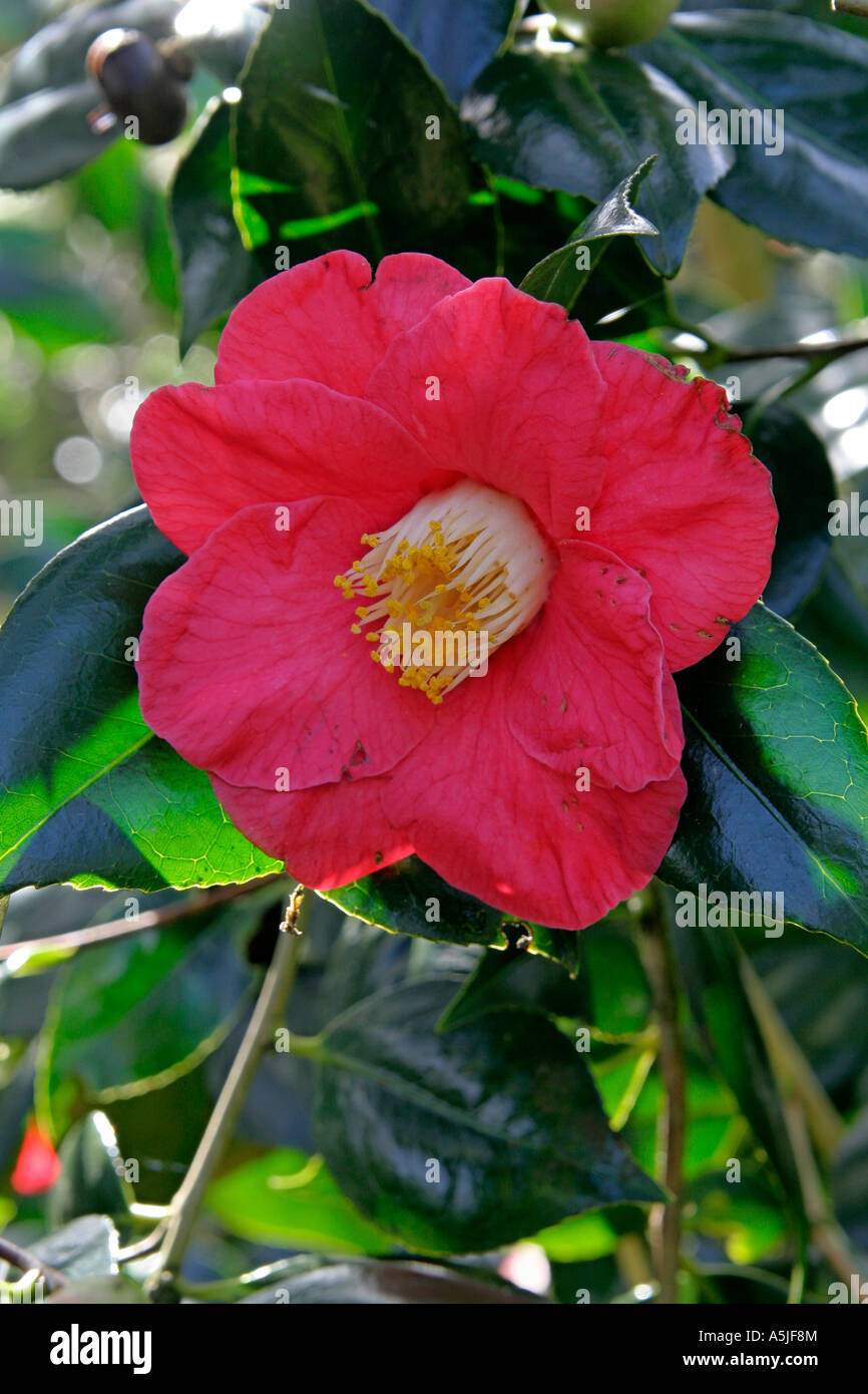 Camellia japonica apollo hi-res stock photography and images - Alamy