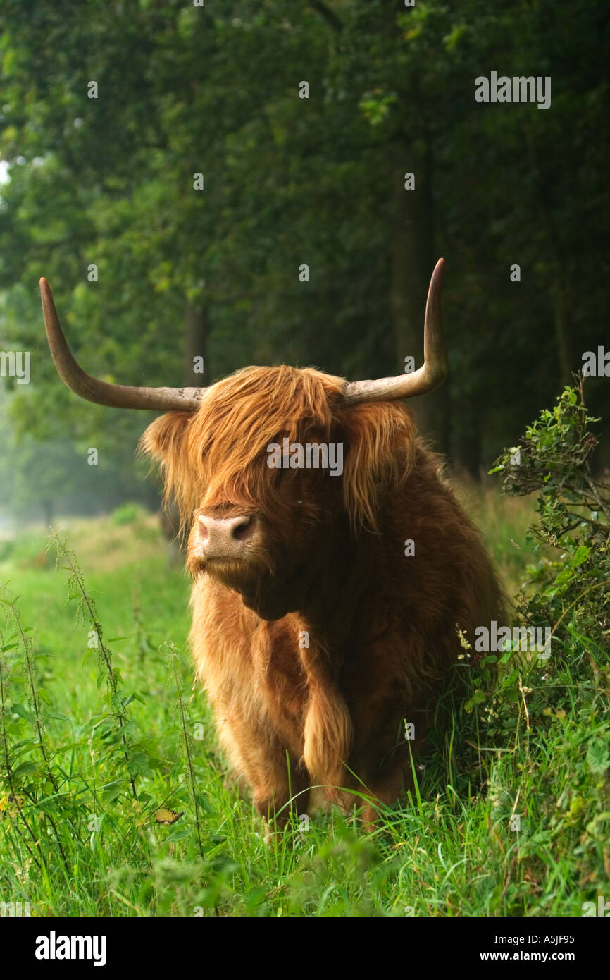 The Scottish Highlander Stock Photo - Alamy