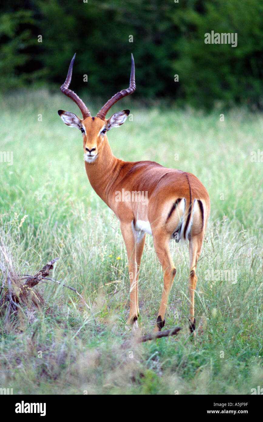 AFRICA This Impala would once in the bad old days have made a great ...