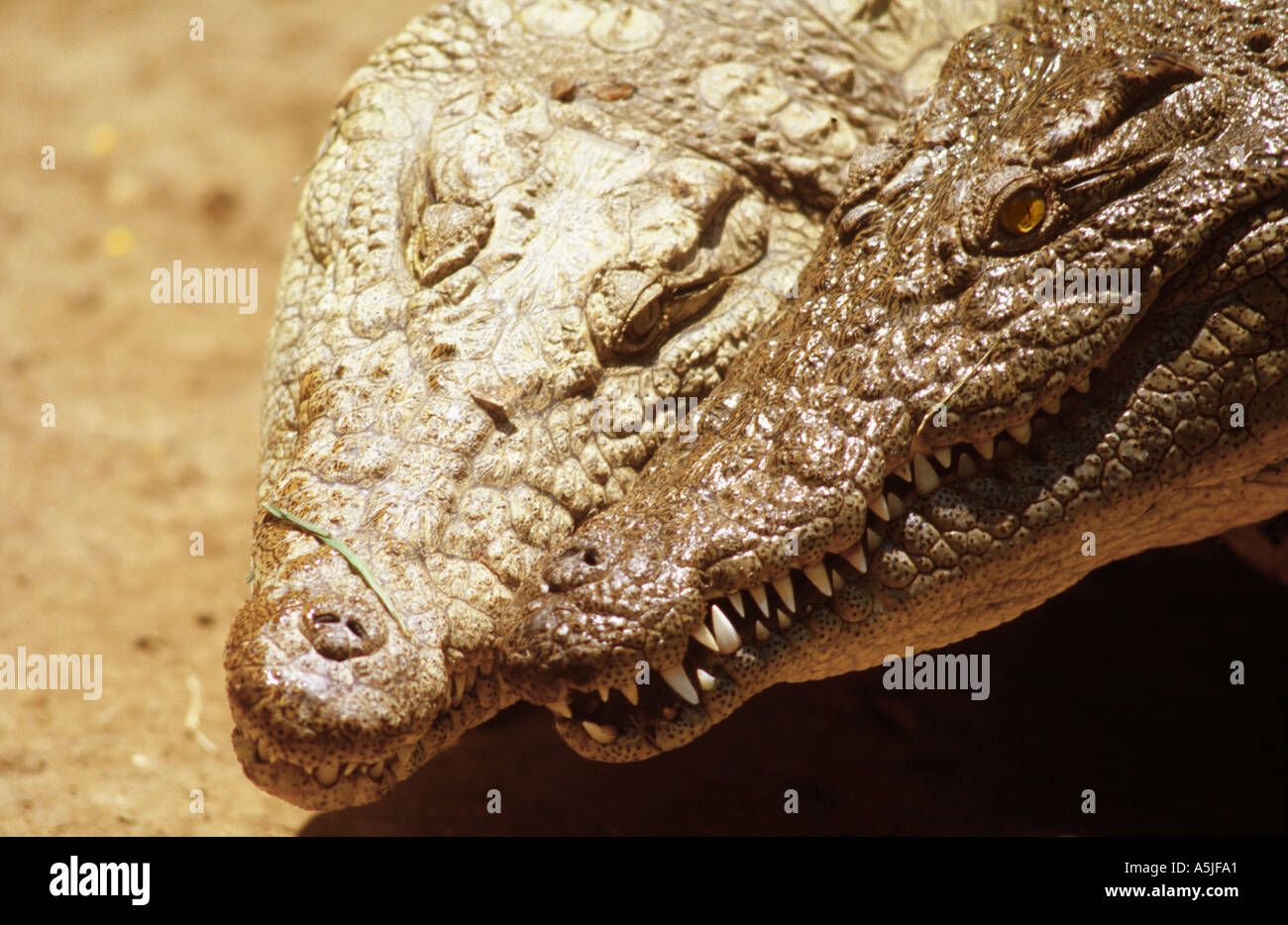 Evil crocodile smile hi-res stock photography and images - Alamy