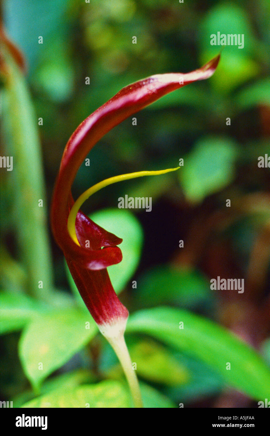 MALAYSIA The Cobra Flower Cameron Highlands Stock Photo - Alamy