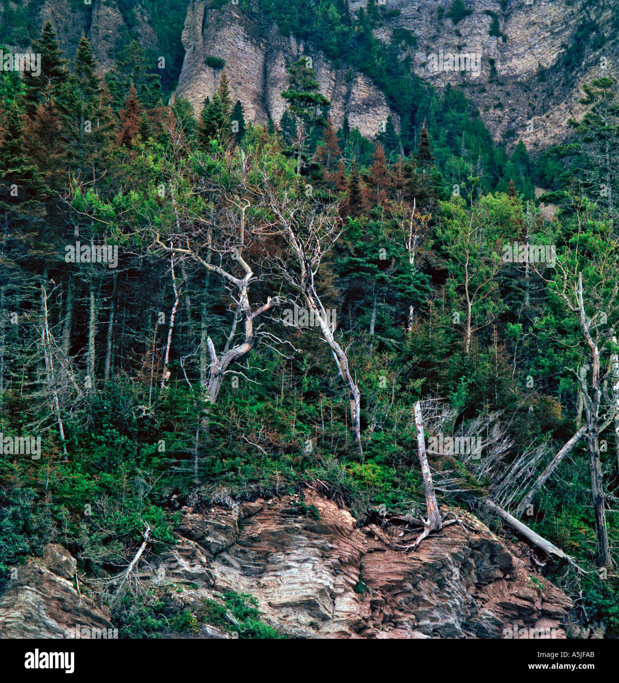 wild forest and cliffs Stock Photo - Alamy