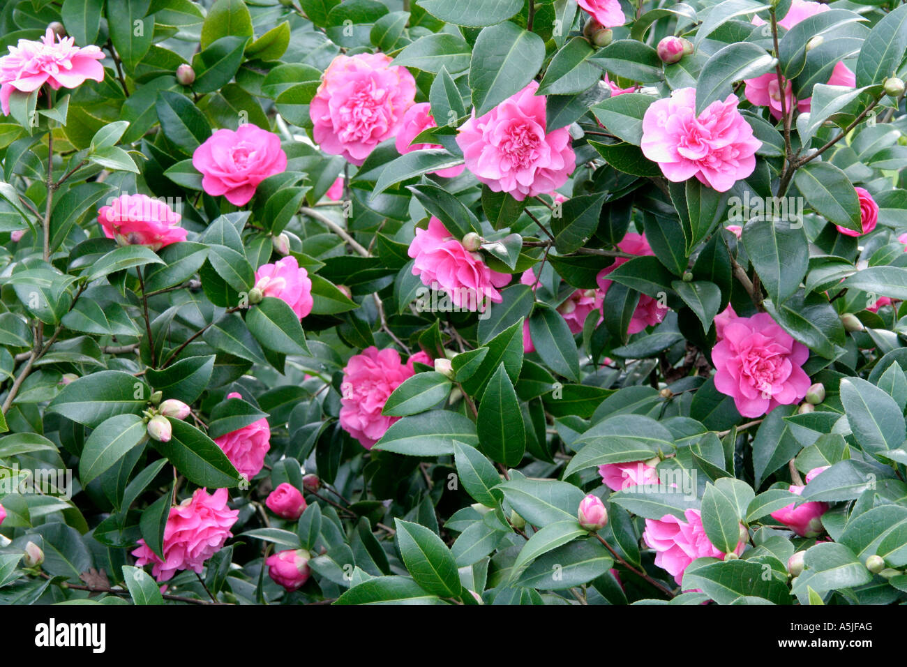 Camellia x williamsii Elsie Jury March 7 Stock Photo - Alamy
