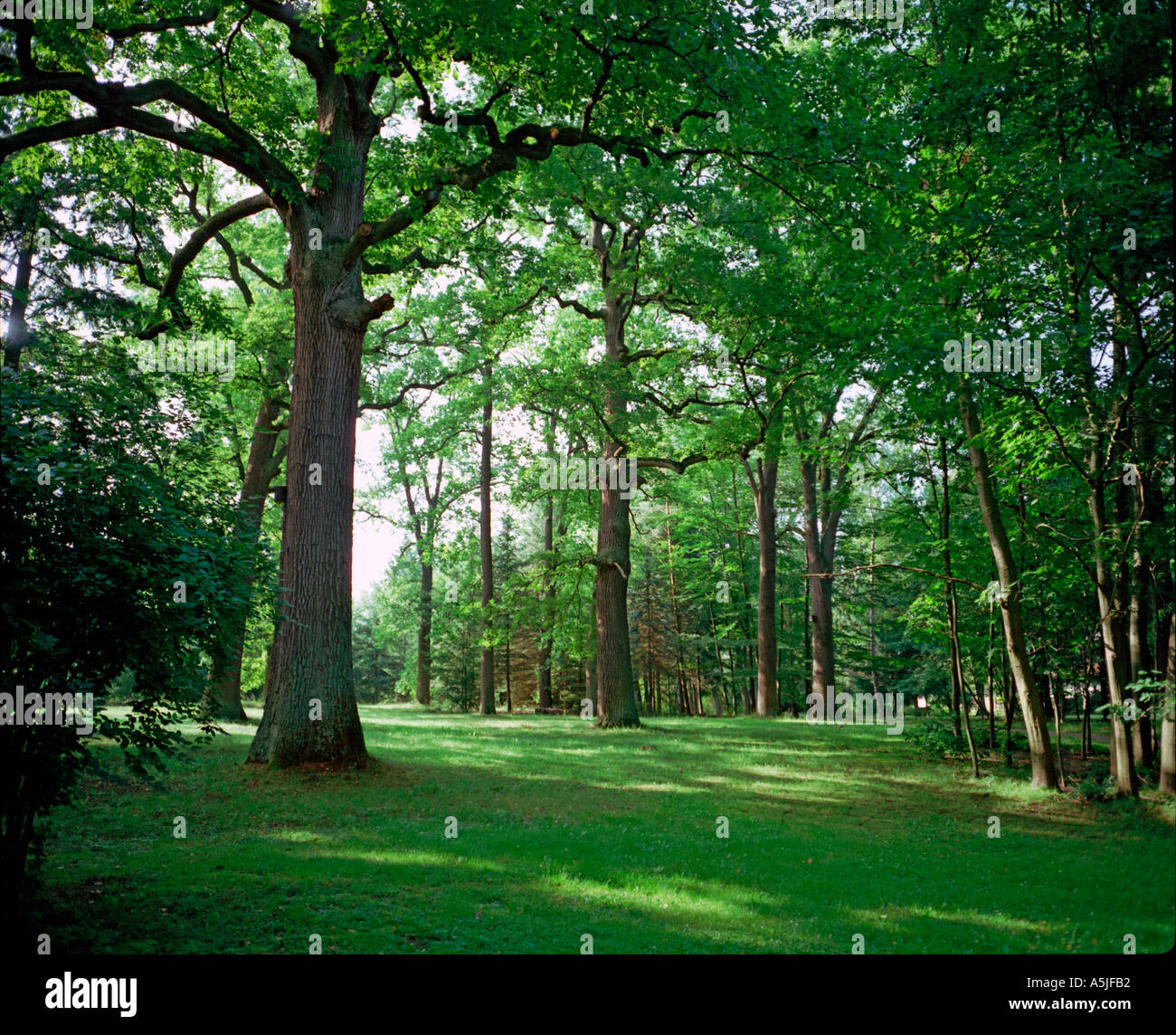 Old oak trees and forest Stock Photo - Alamy