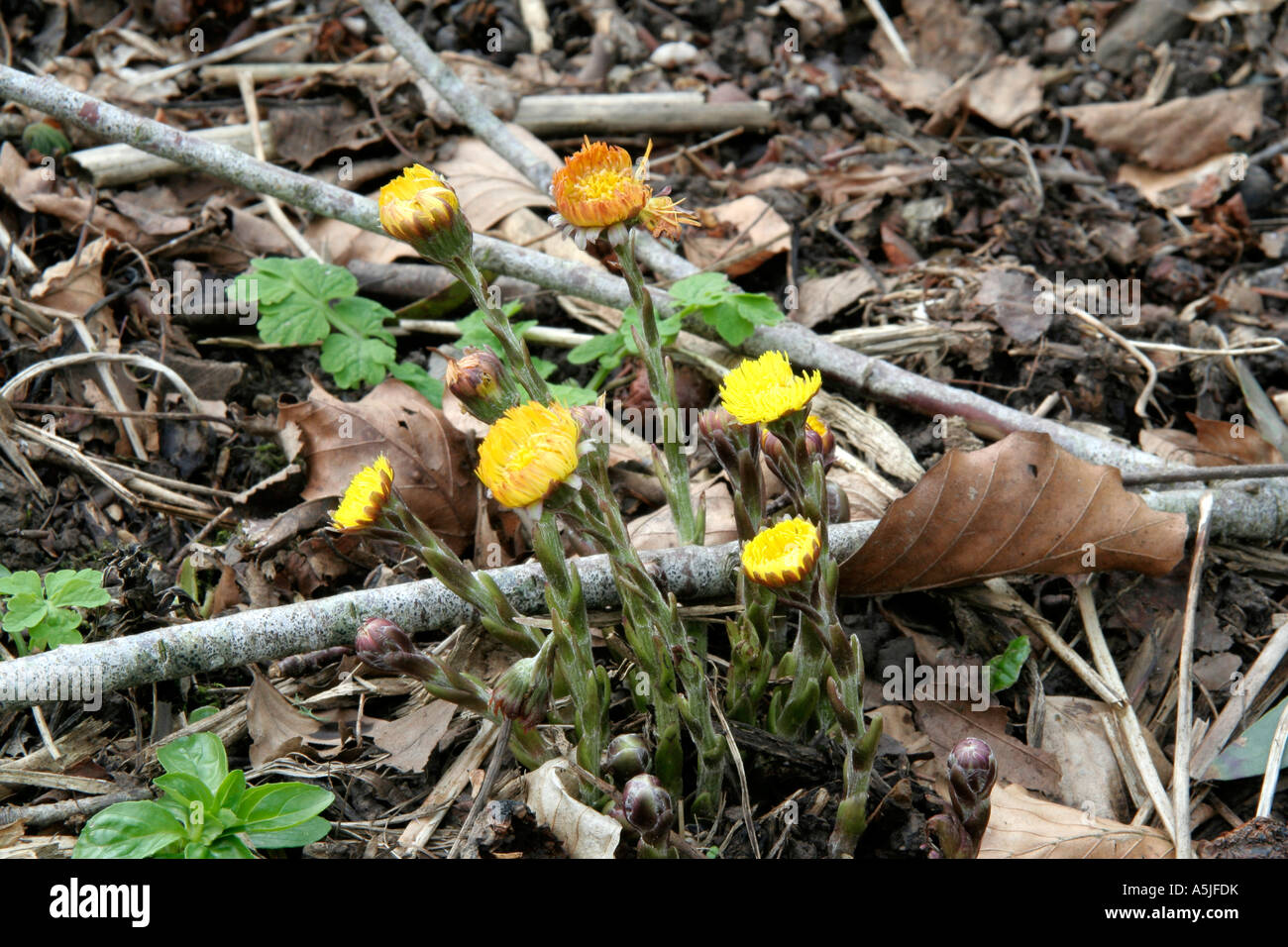 Tussilago farfara yellow coltsfoot Stock Photo - Alamy