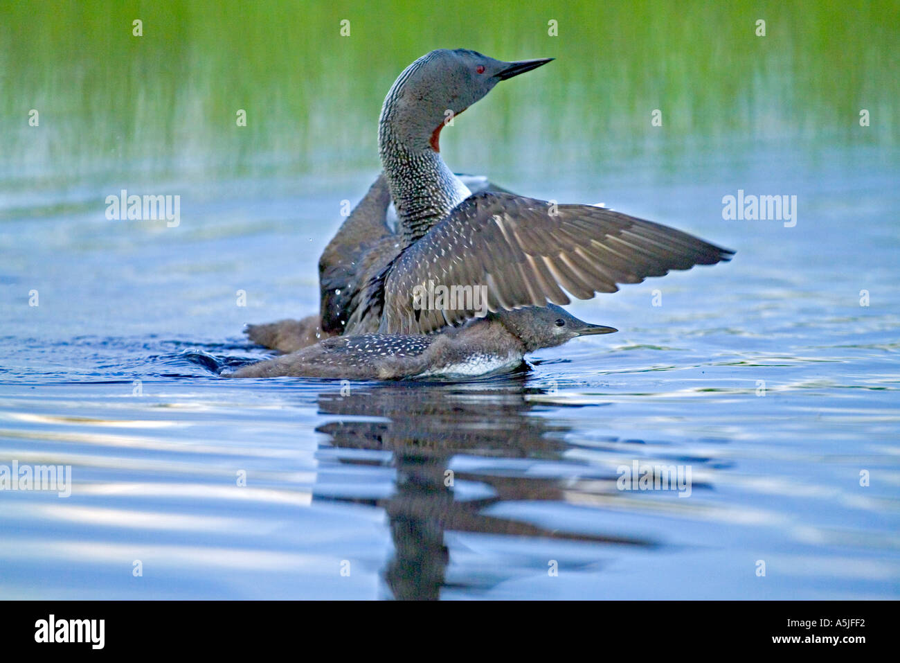 Red throated diver display hi-res stock photography and images - Alamy
