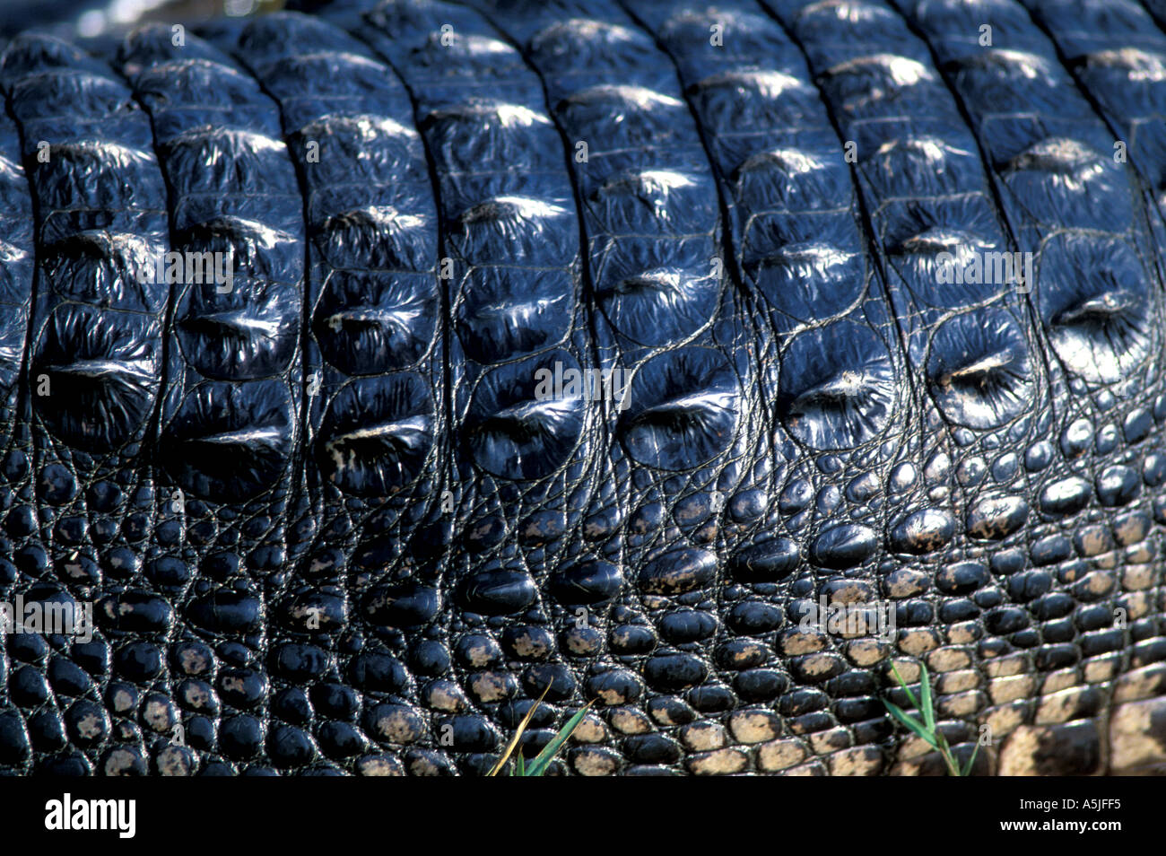 Alligator skin hi-res stock photography and images - Alamy