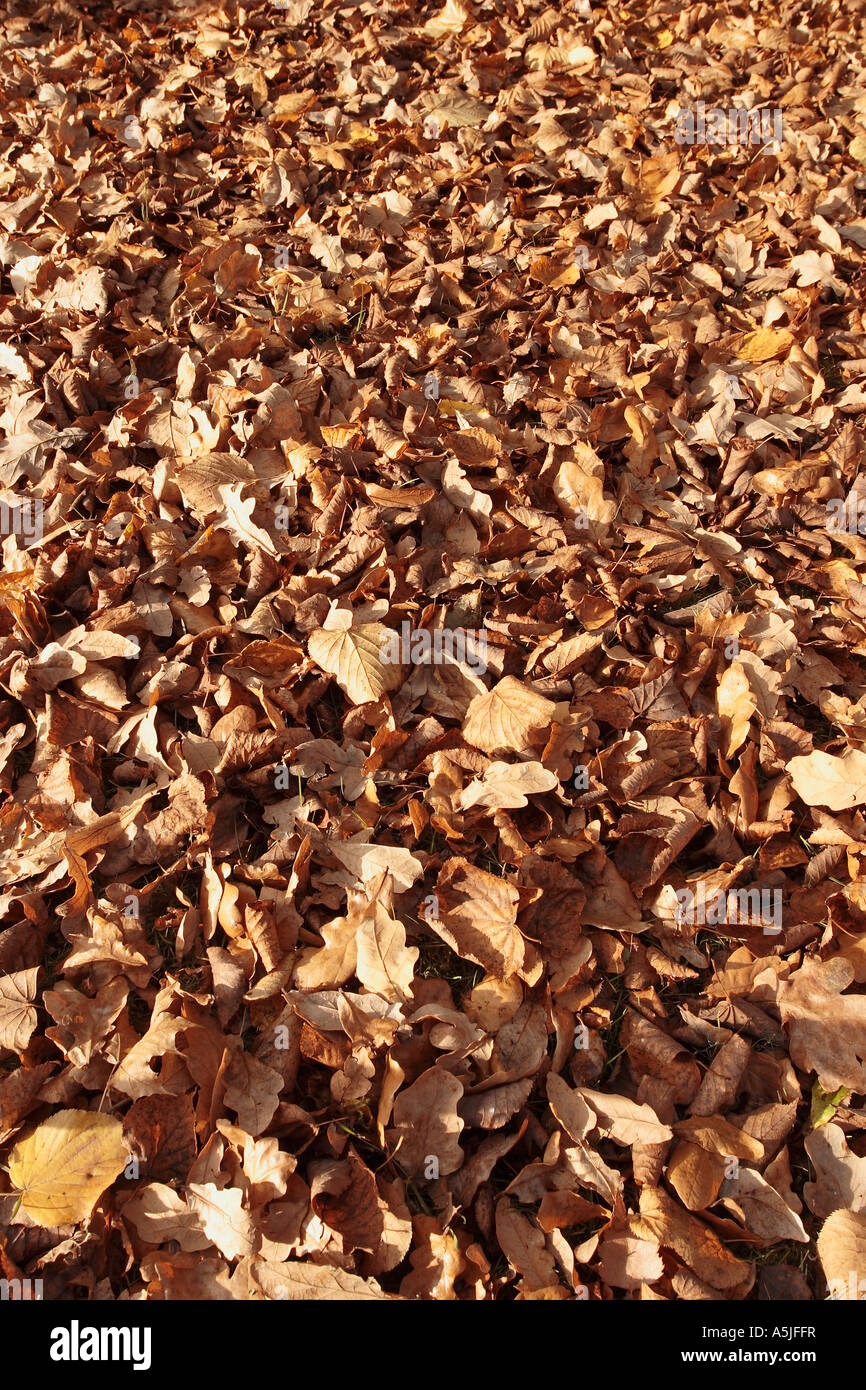 Dead leaves lying on ground autumn full frame Stock Photo - Alamy