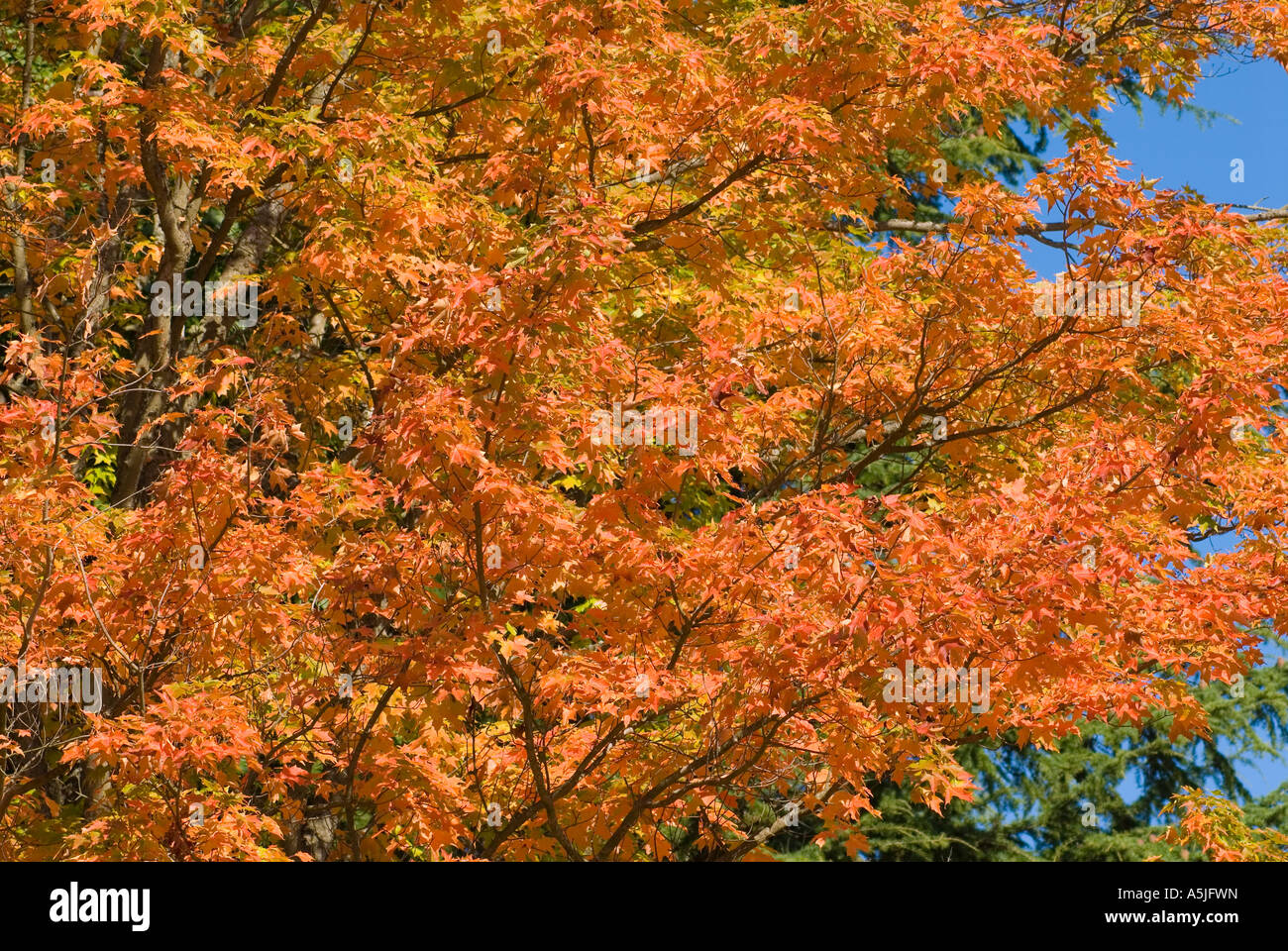 Maple Tree In Fall Discovery Park Seattle Washington State USA Stock ...