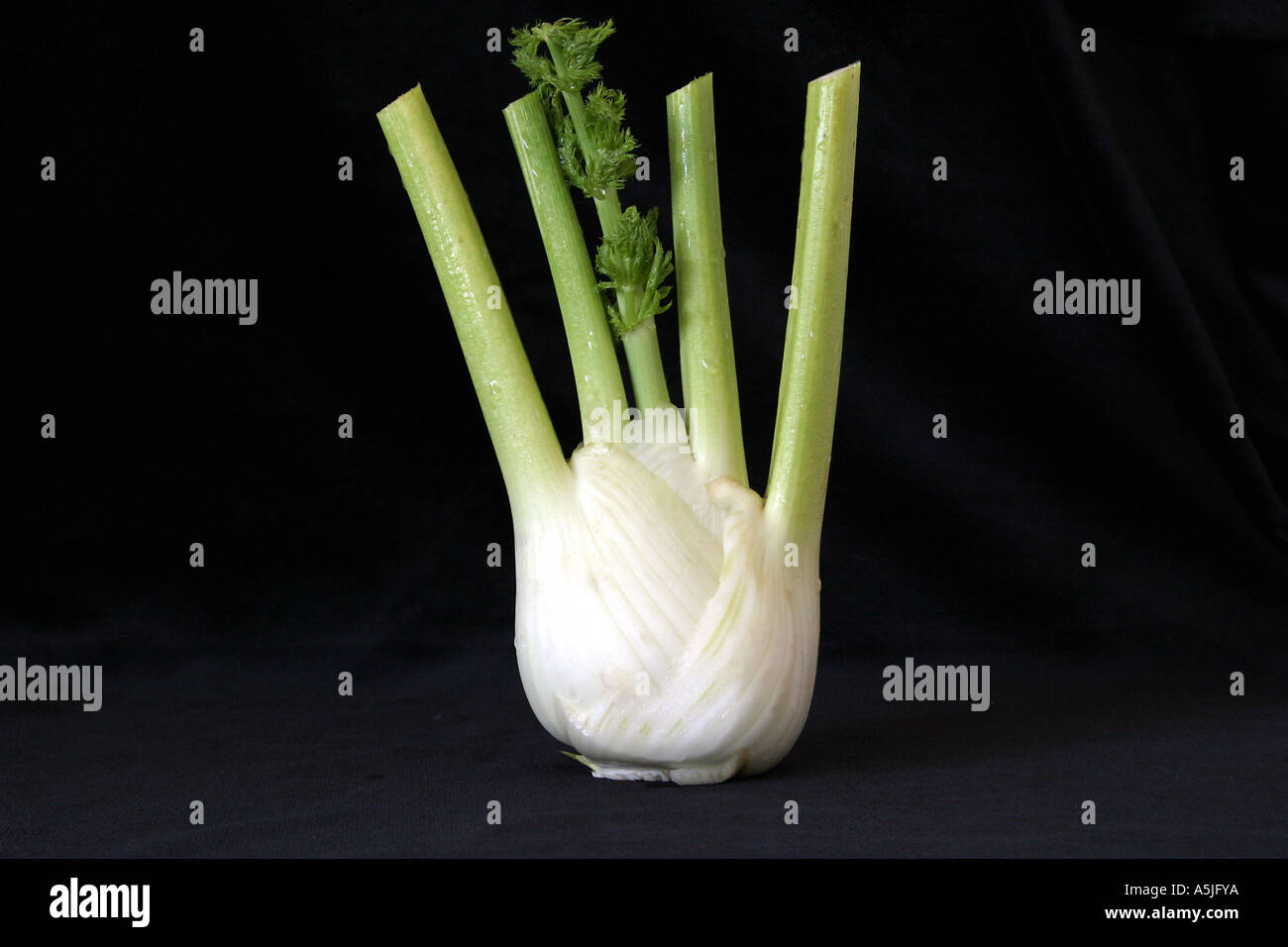 Bulb shoots hi-res stock photography and images - Alamy