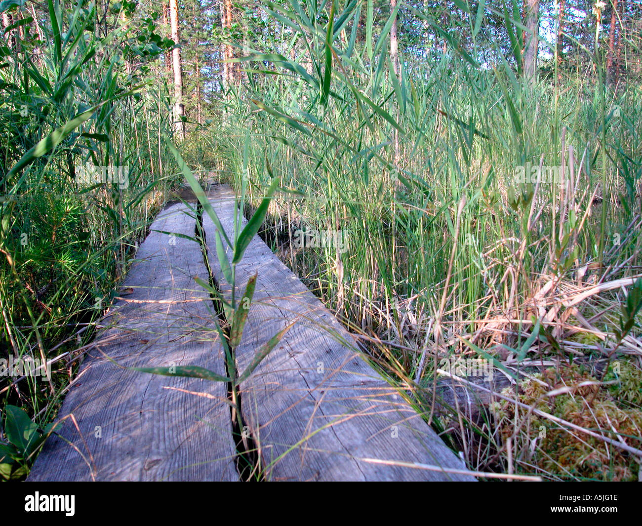 footpath with planks through wetland in Finland Stock Photo - Alamy