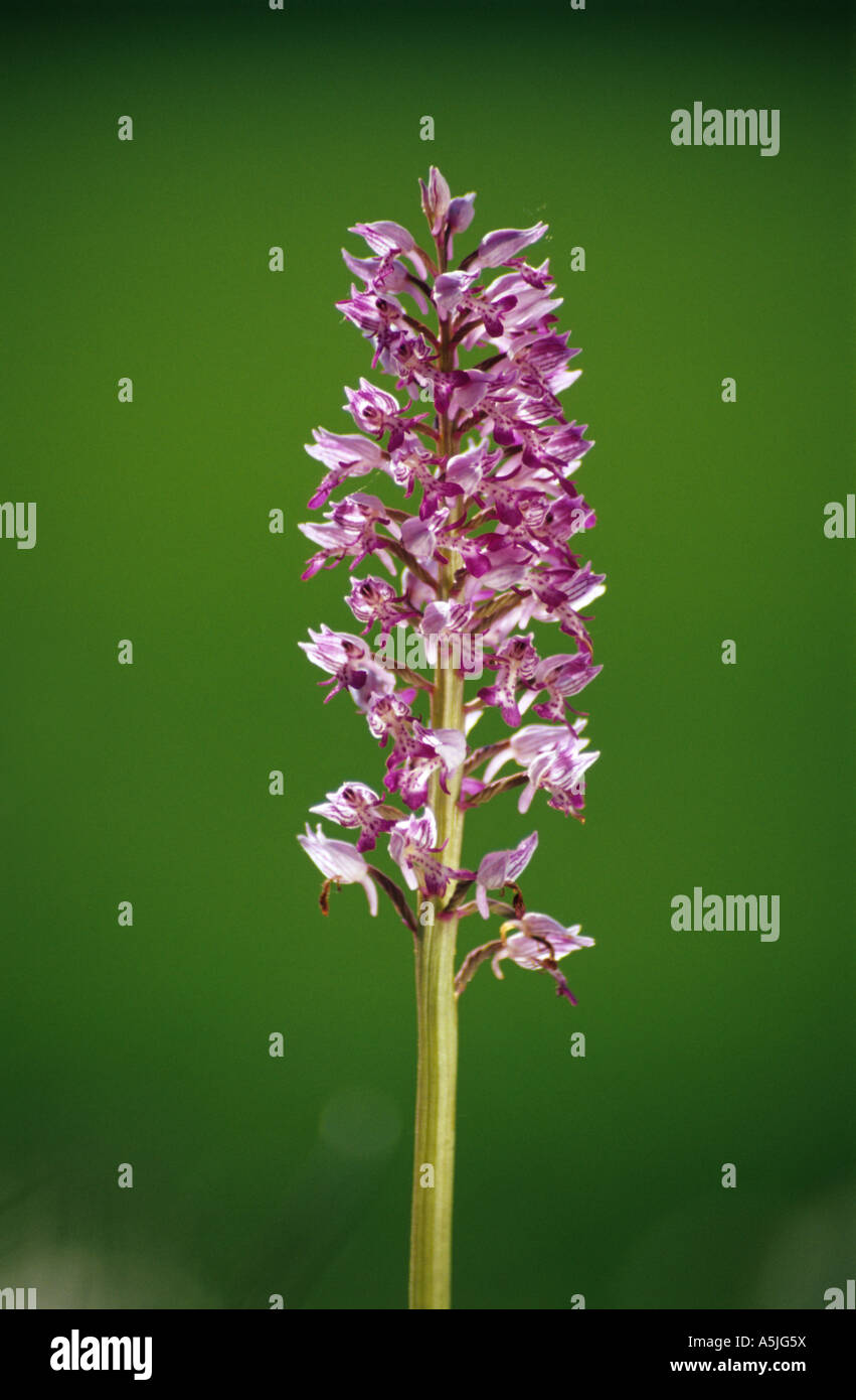 Military Orchid ( Orchis militaris Stock Photo - Alamy