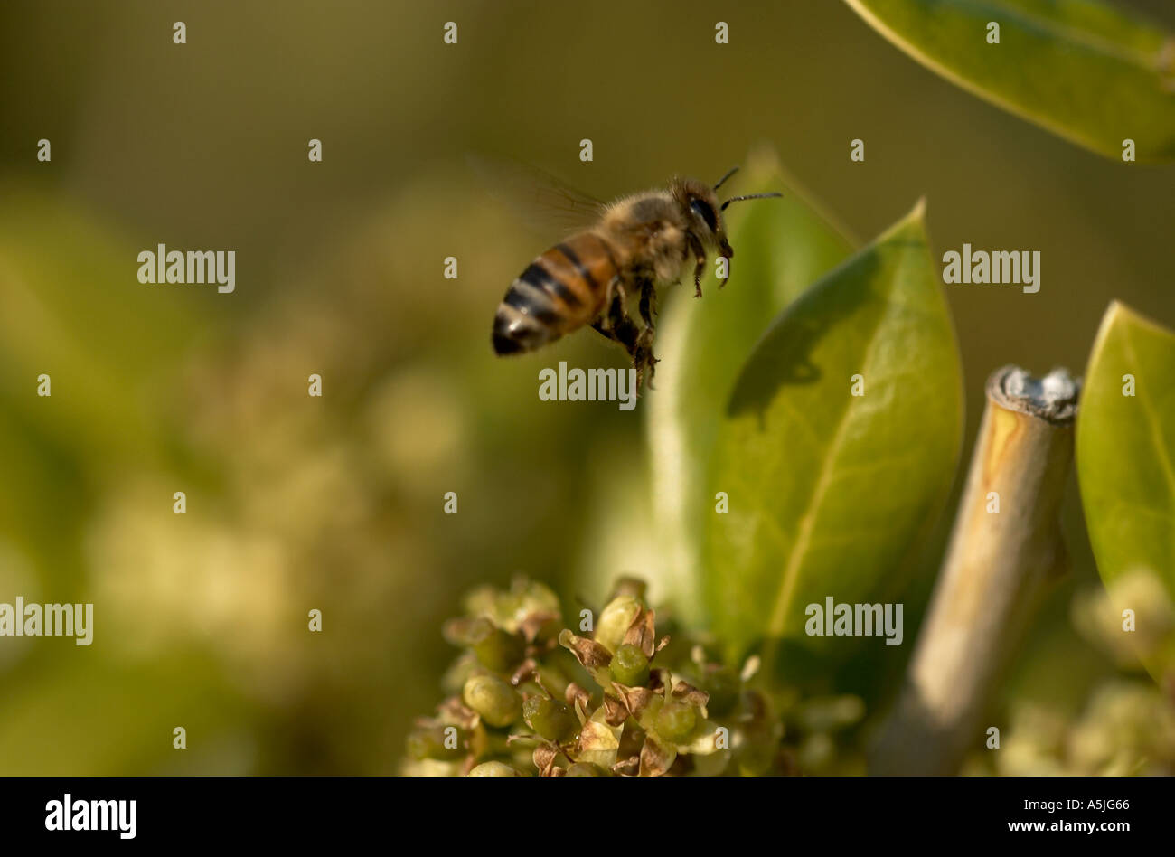 Bee form hi-res stock photography and images - Alamy