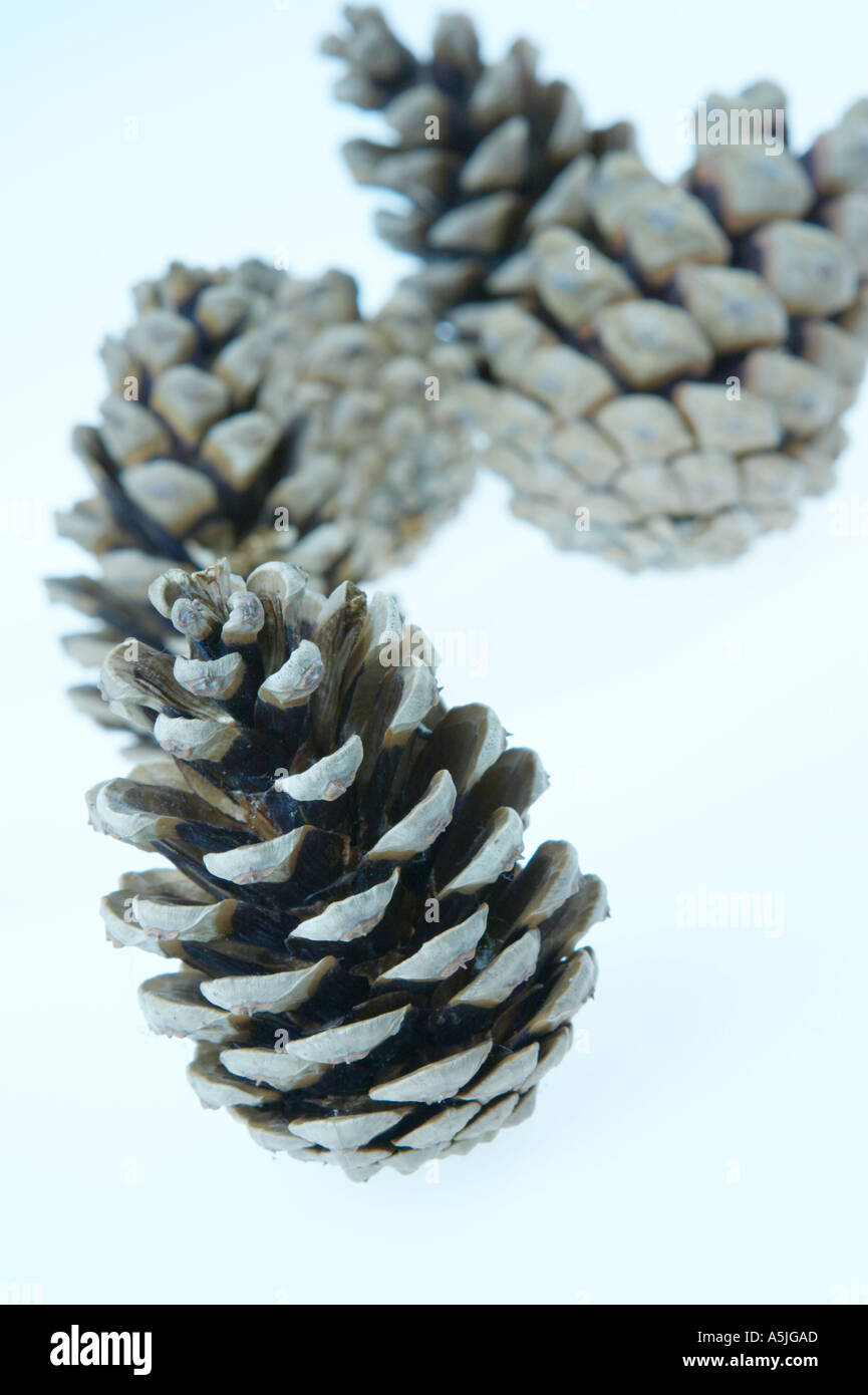 Pine Cones Vertical Display Stock Photo - Alamy