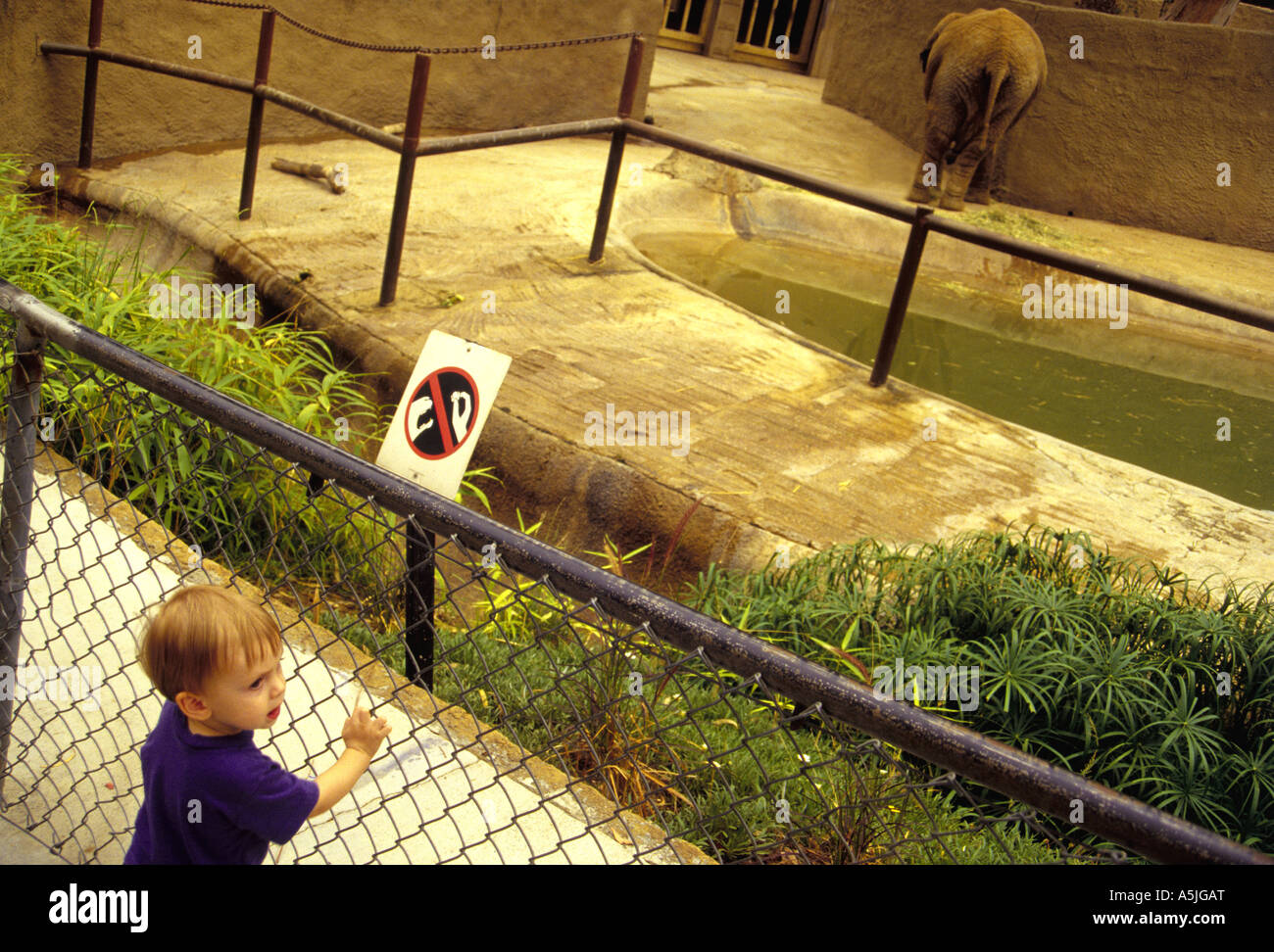 Little boy in zoo watching an Elephant Stock Photo - Alamy