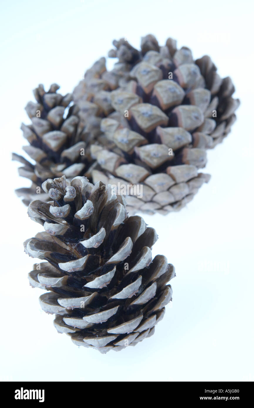 Pine Cones Vertical Display Stock Photo - Alamy
