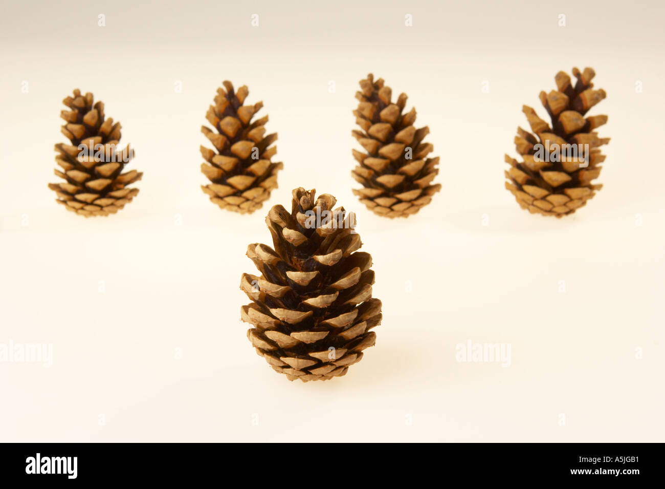 Pine Cones Horizontal Display Stock Photo - Alamy