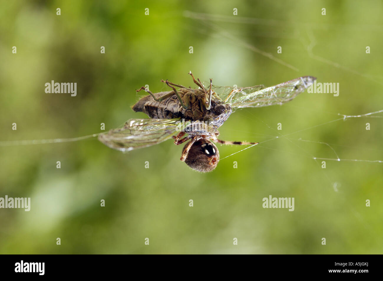 Spider devours a cicada caught in web Stock Photo - Alamy