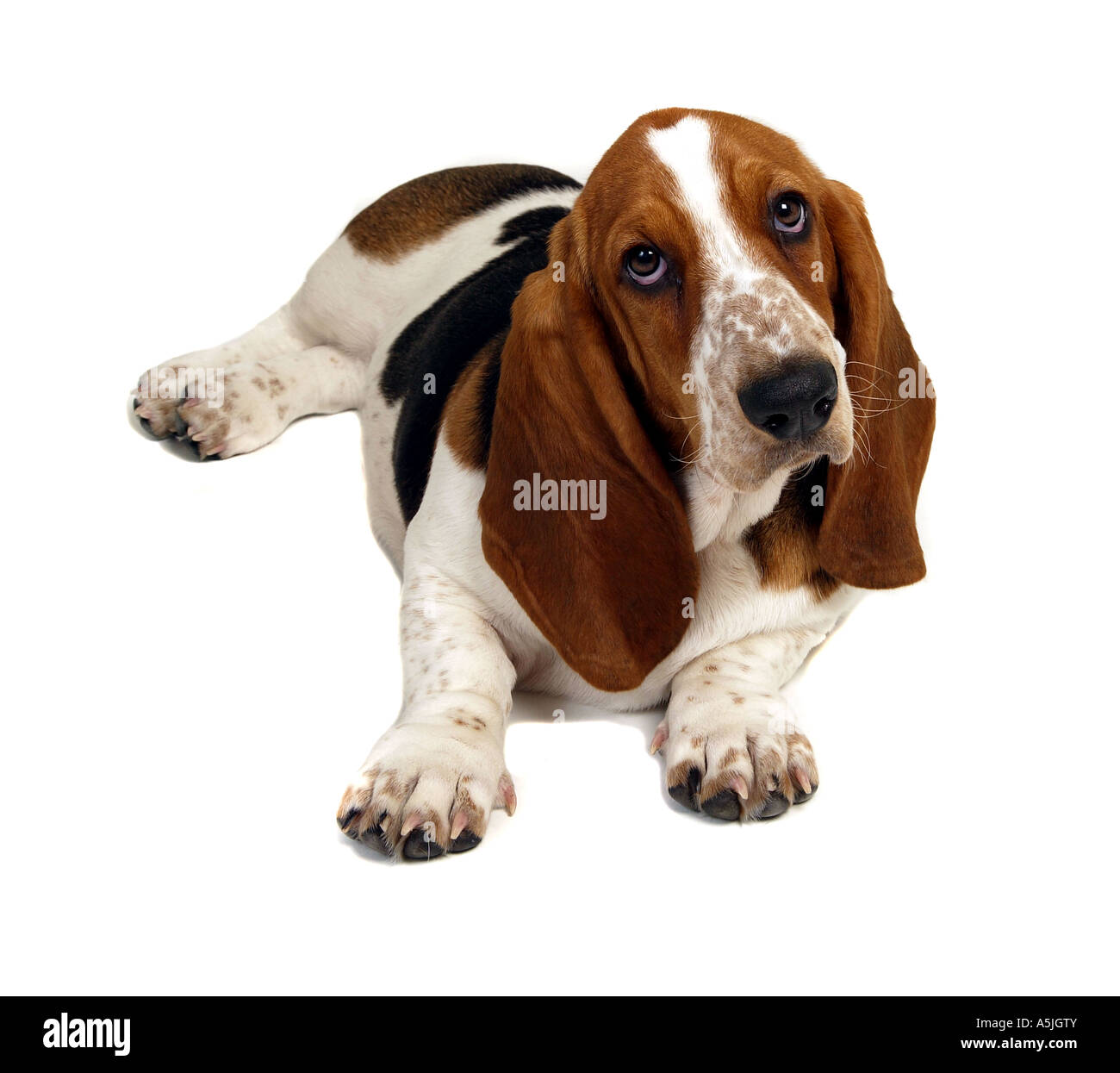 Dogs With Floppy Ears: Floppy Breeds And Why We Love Them, 59% OFF