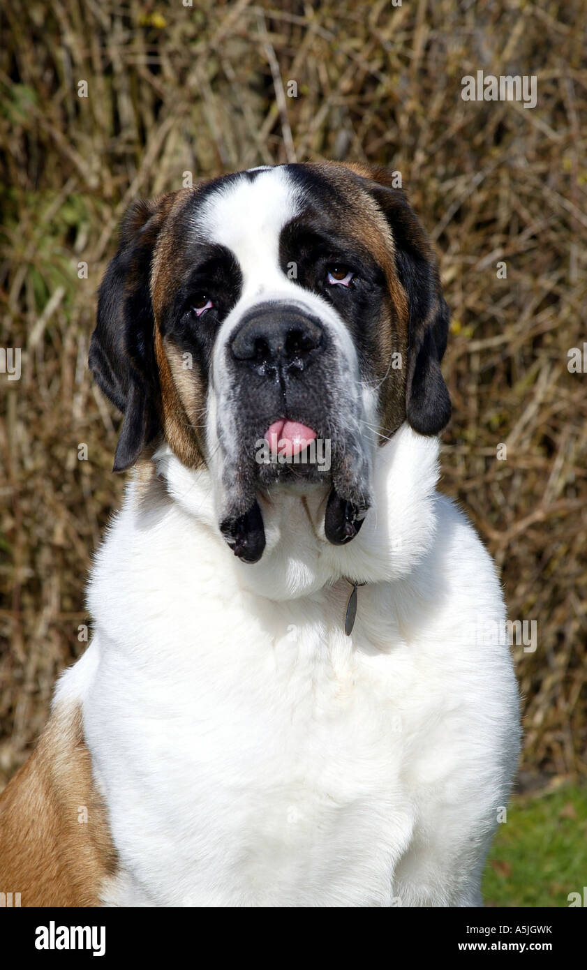 Saint bernard dog sitting hi-res stock photography and images - Alamy