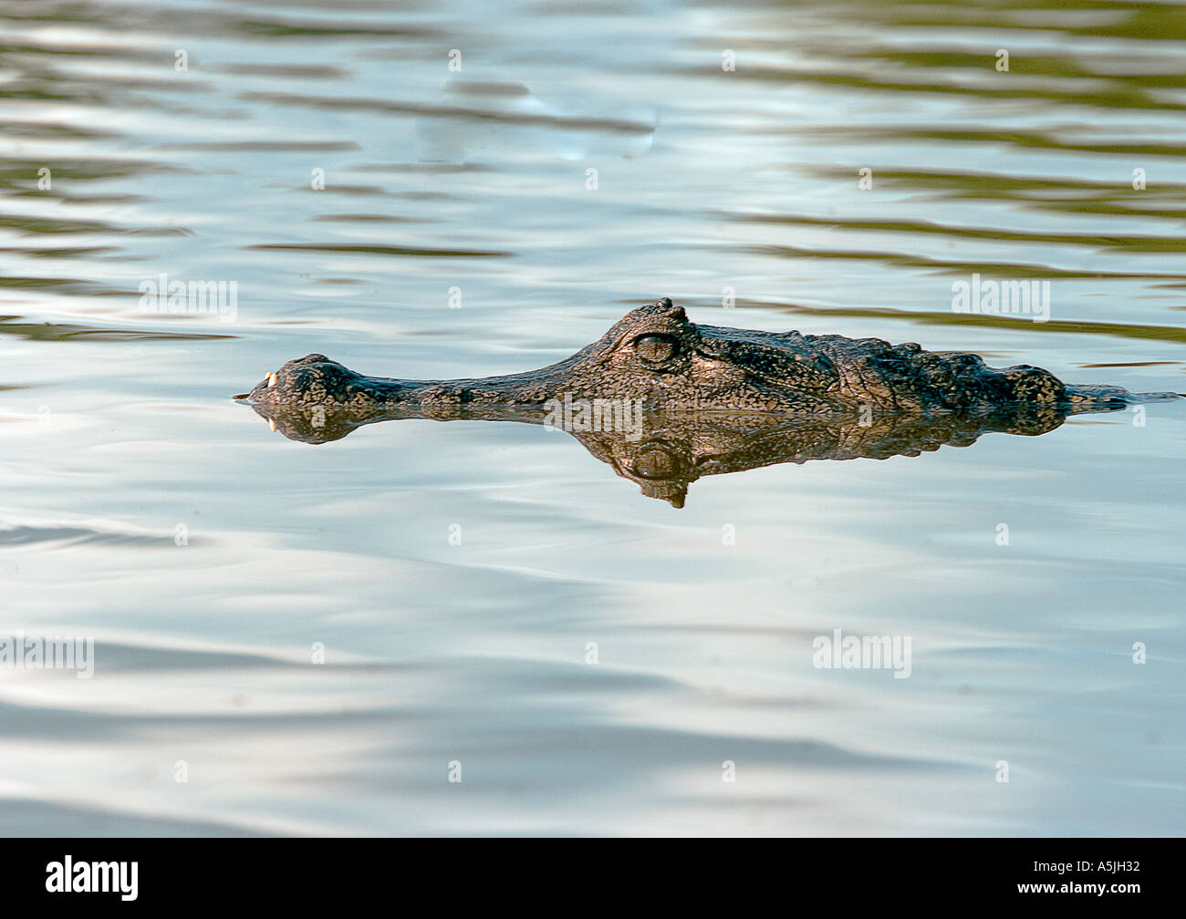 Black Spectacled Caiman with Reflection Stock Photo - Alamy