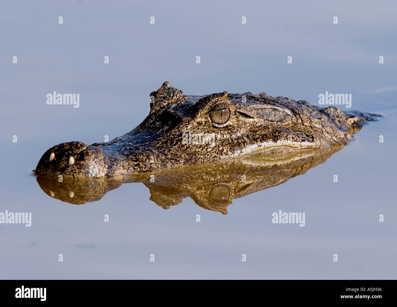 Black Spectacled Caiman and Reflection Stock Photo - Alamy
