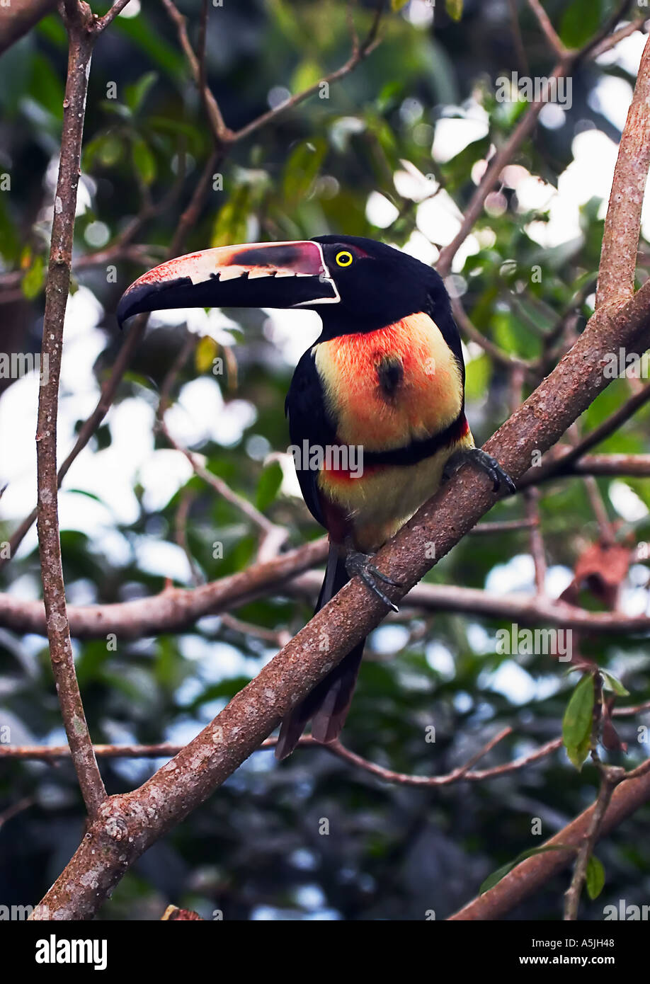 Collared Aracaris High Resolution Stock Photography and Images - Alamy