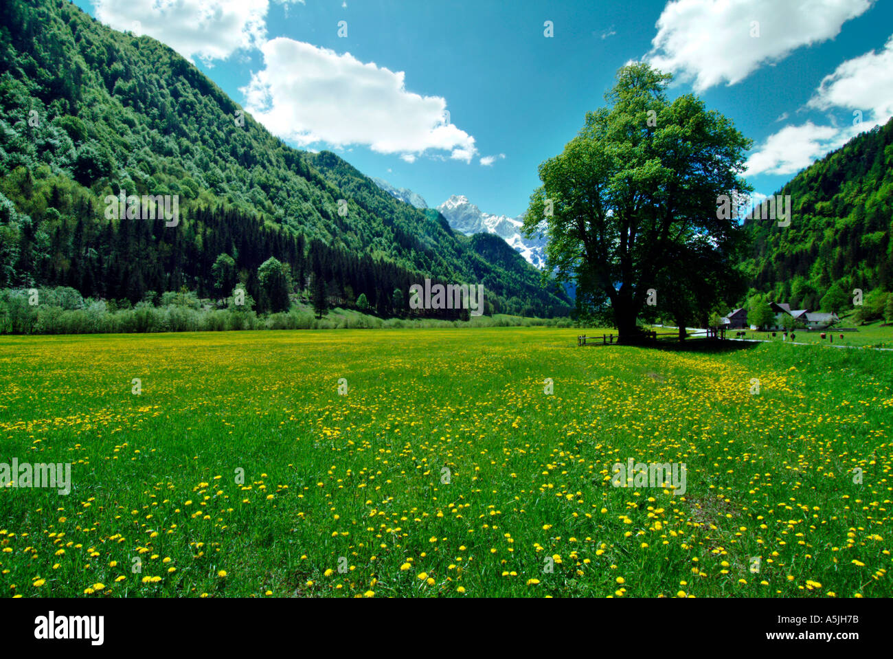 meadow with a lime tree in the springtime in the valley Logarska dolina ...